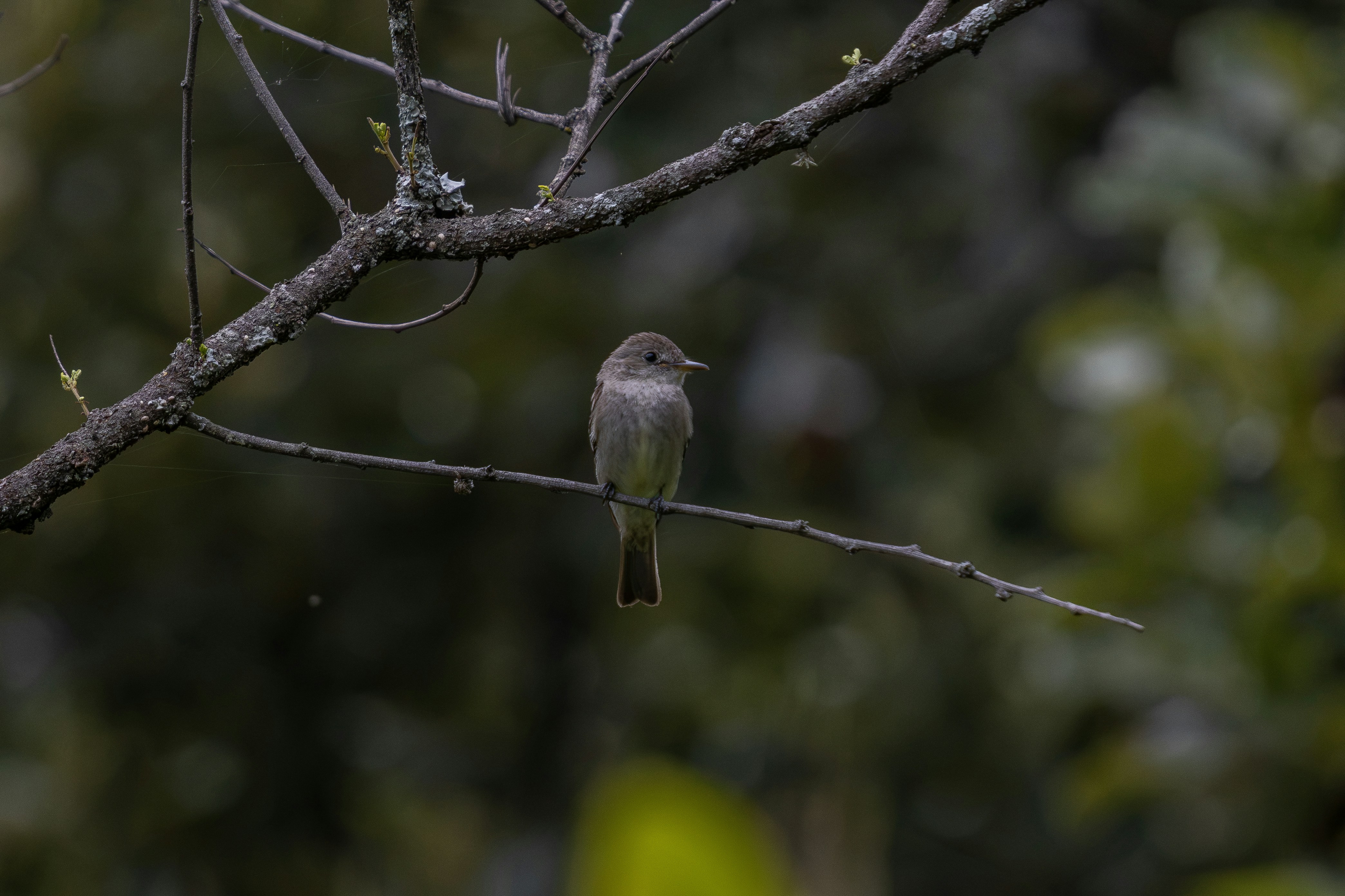 Quiet Perch: A Small Warbler in Dappled Shade