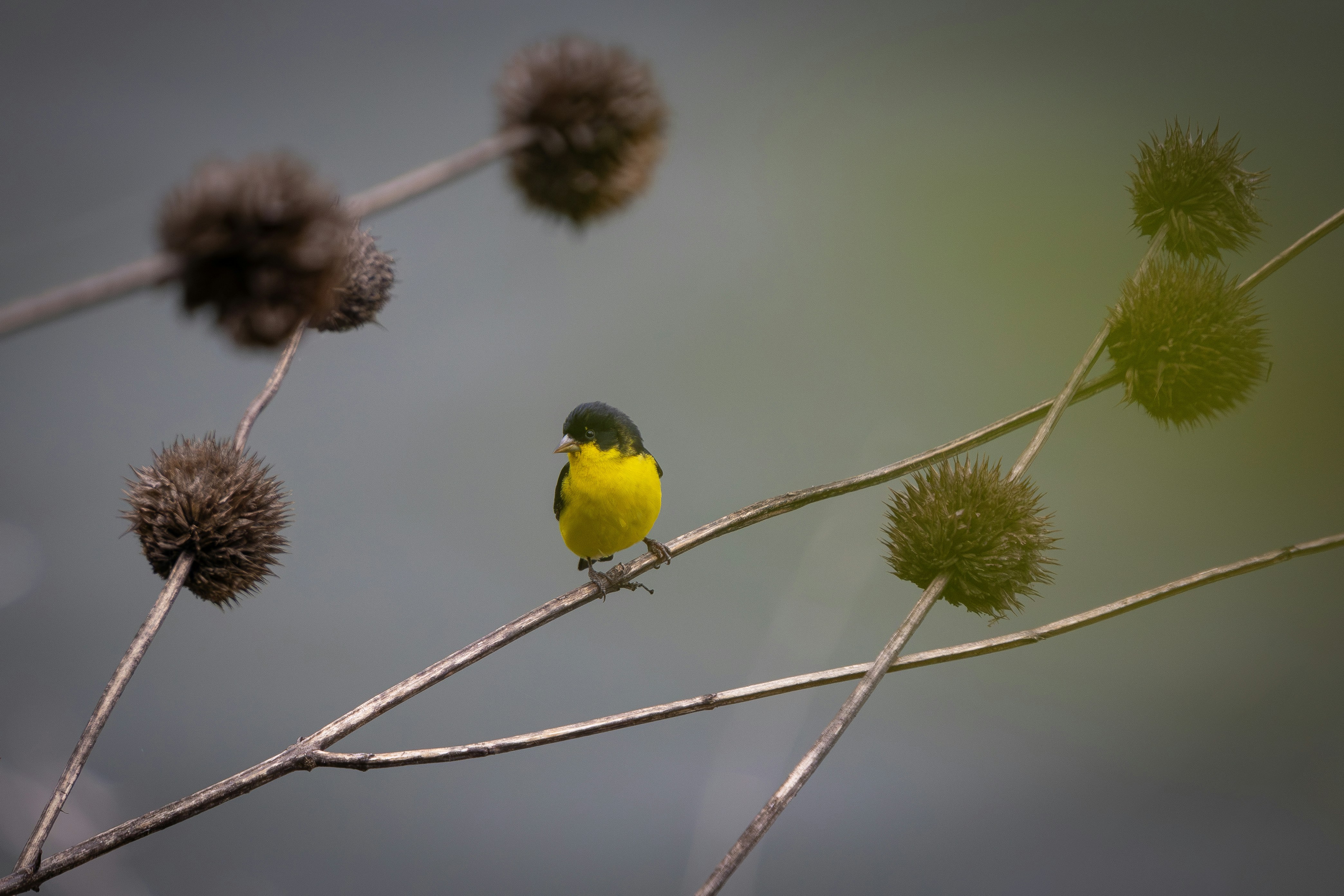 Tiny Canary on a Branch: A Quiet Moment Against a Blurred Backdrop