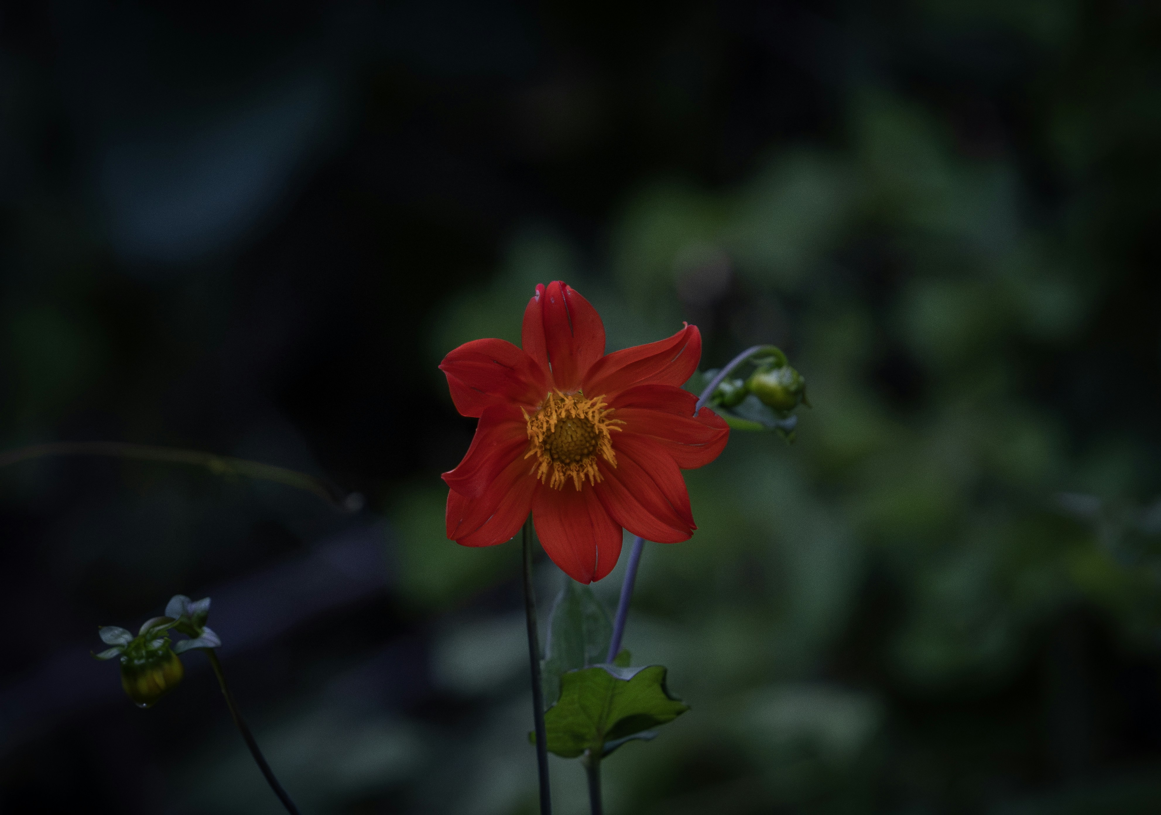 Crimson flower with yellow center stands against a dark, blurred natural backdrop, highlighting delicate petals and stem detail.