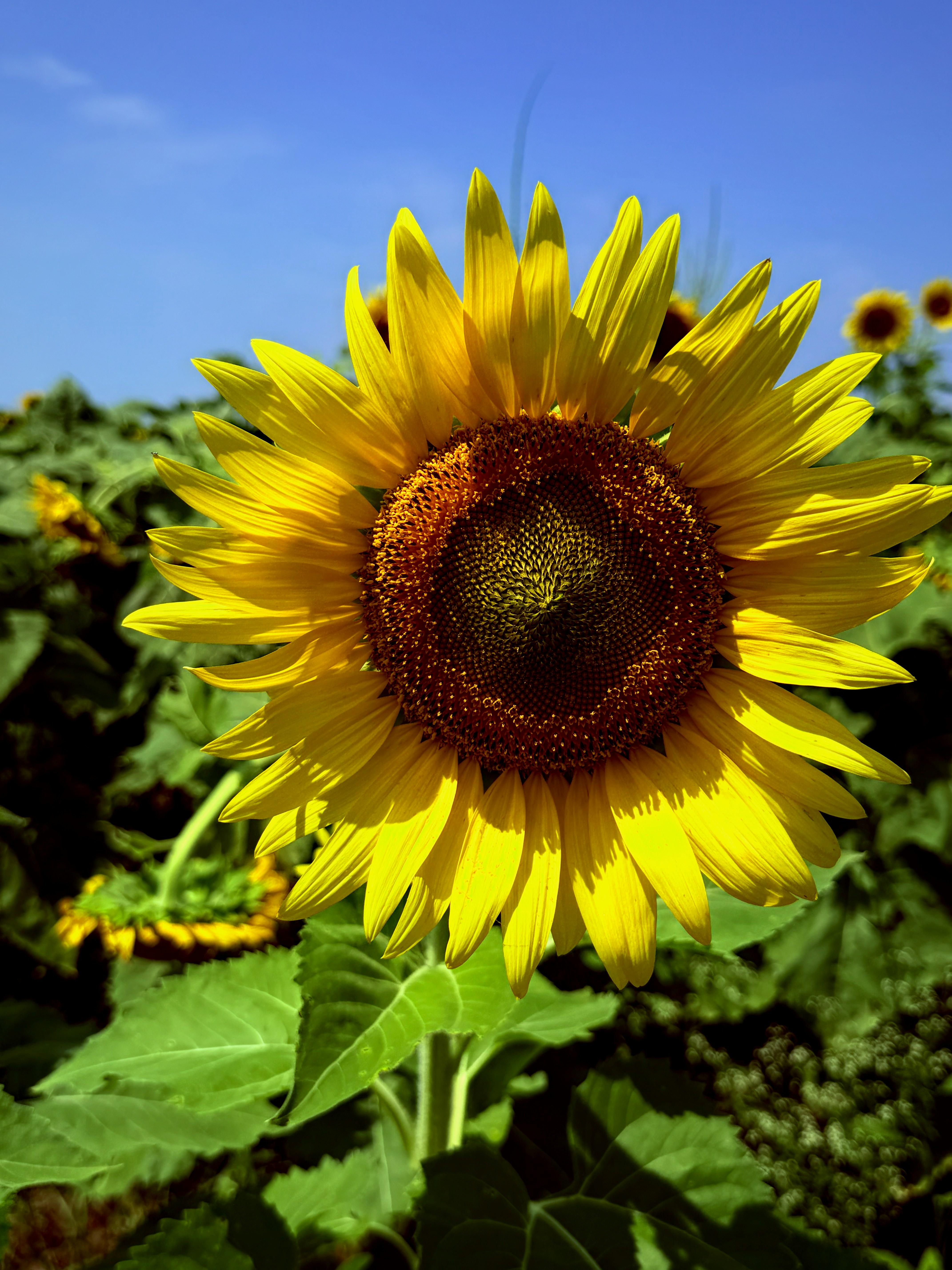 Sunlit Core: A Centered Sunflower Against a Clear Sky