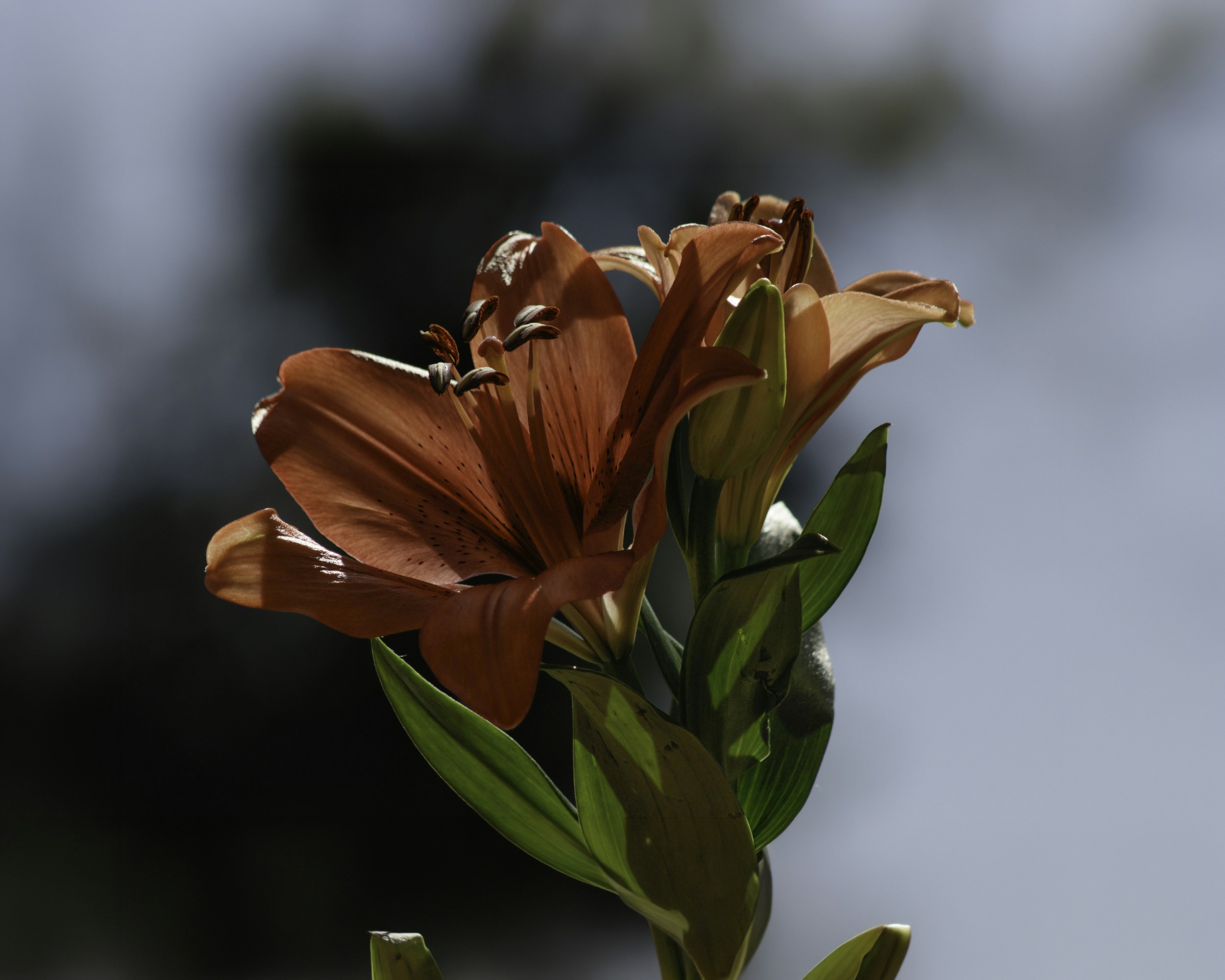 Scarlet Lily Against a Quiet Sky