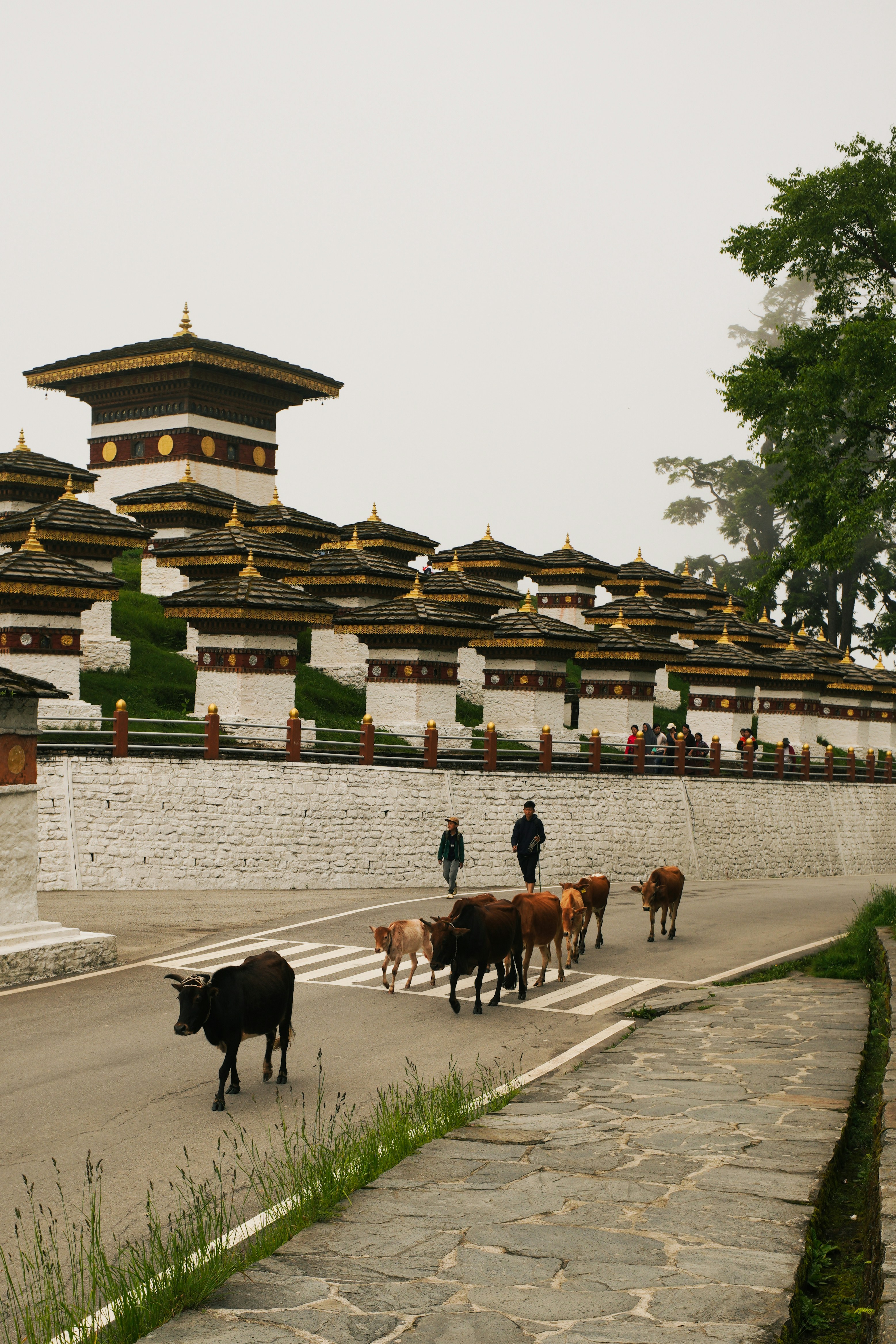 Cattle Parade Along the Temple Wall under Golden Roofed Storied Pavilions