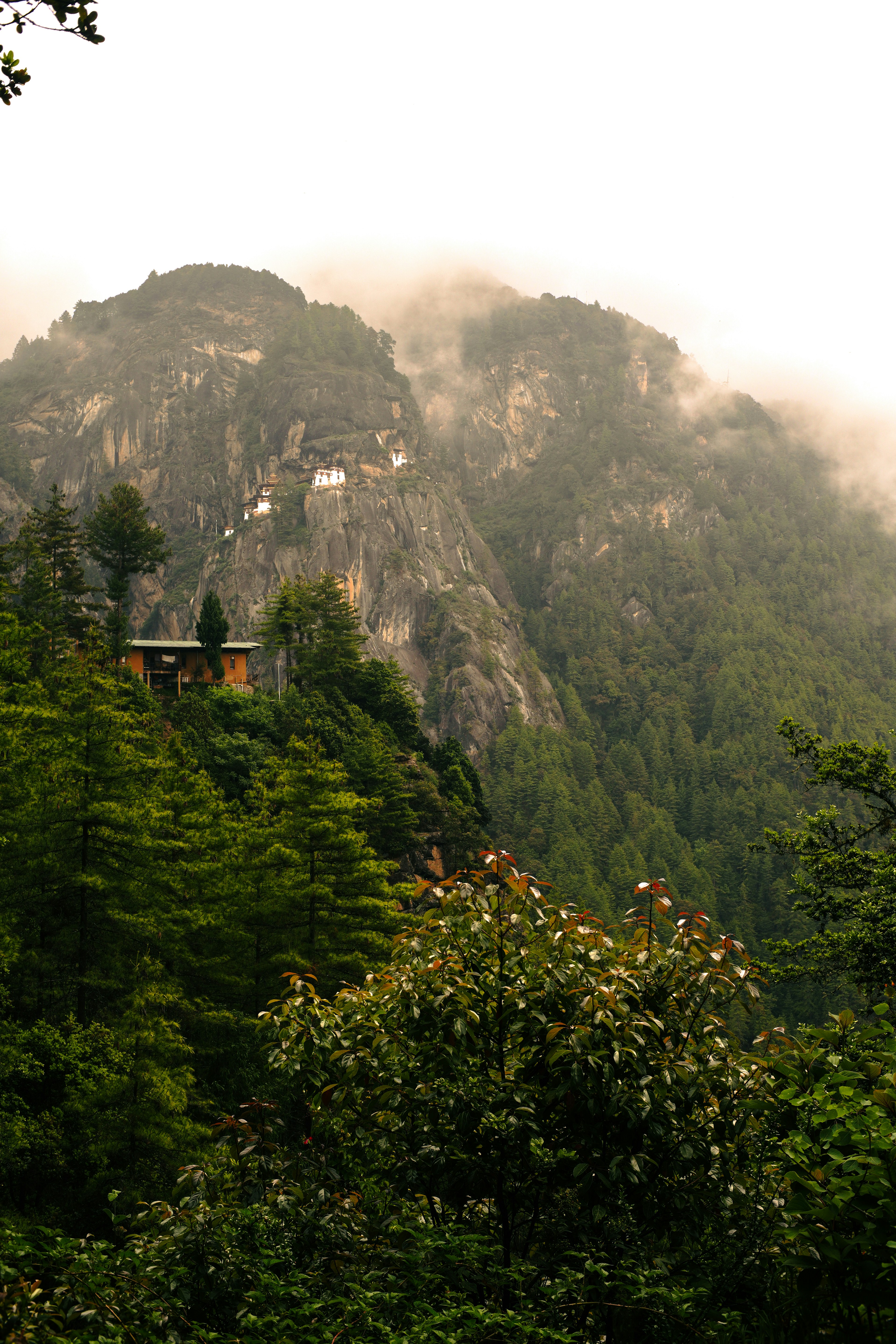 Misty Cliffside retreat hidden in the pine forests