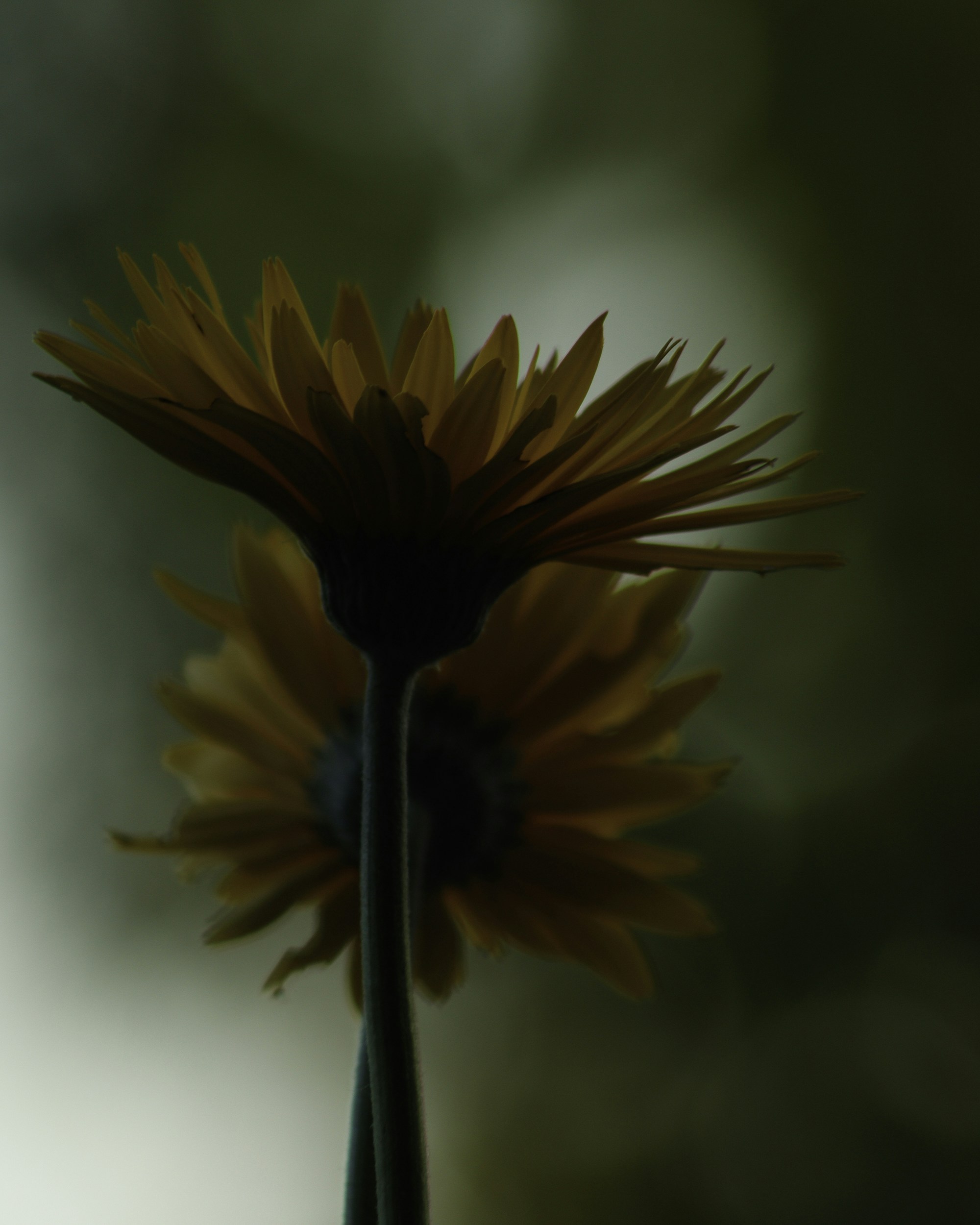 Silhouette of a Sunflower Bloom Framed by Dim Backlight
