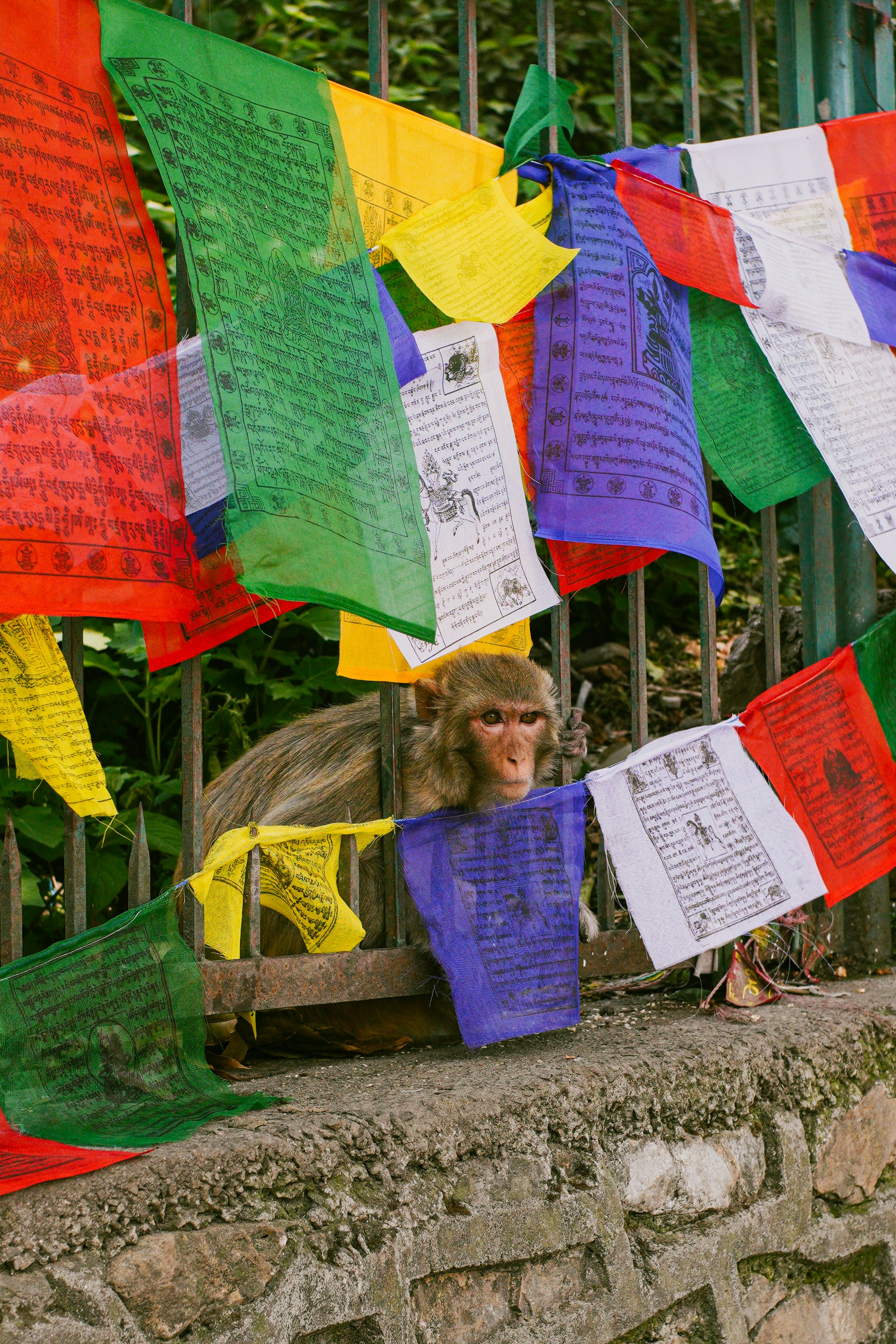Curious Lonely Monkey Amid Sacred Prayer Flags