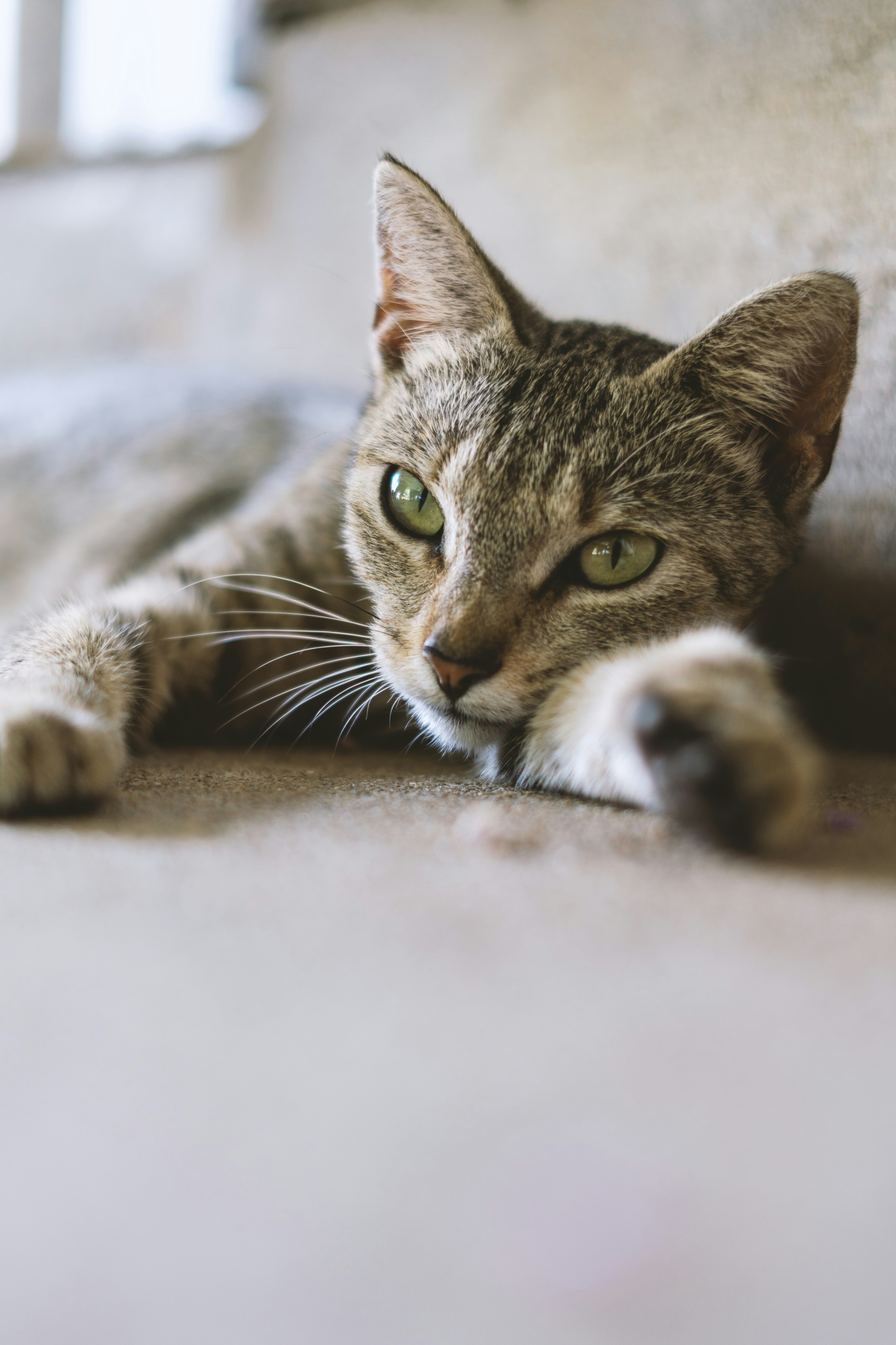 Green-Gaze Reclined: A Quiet Moment with a Cat
