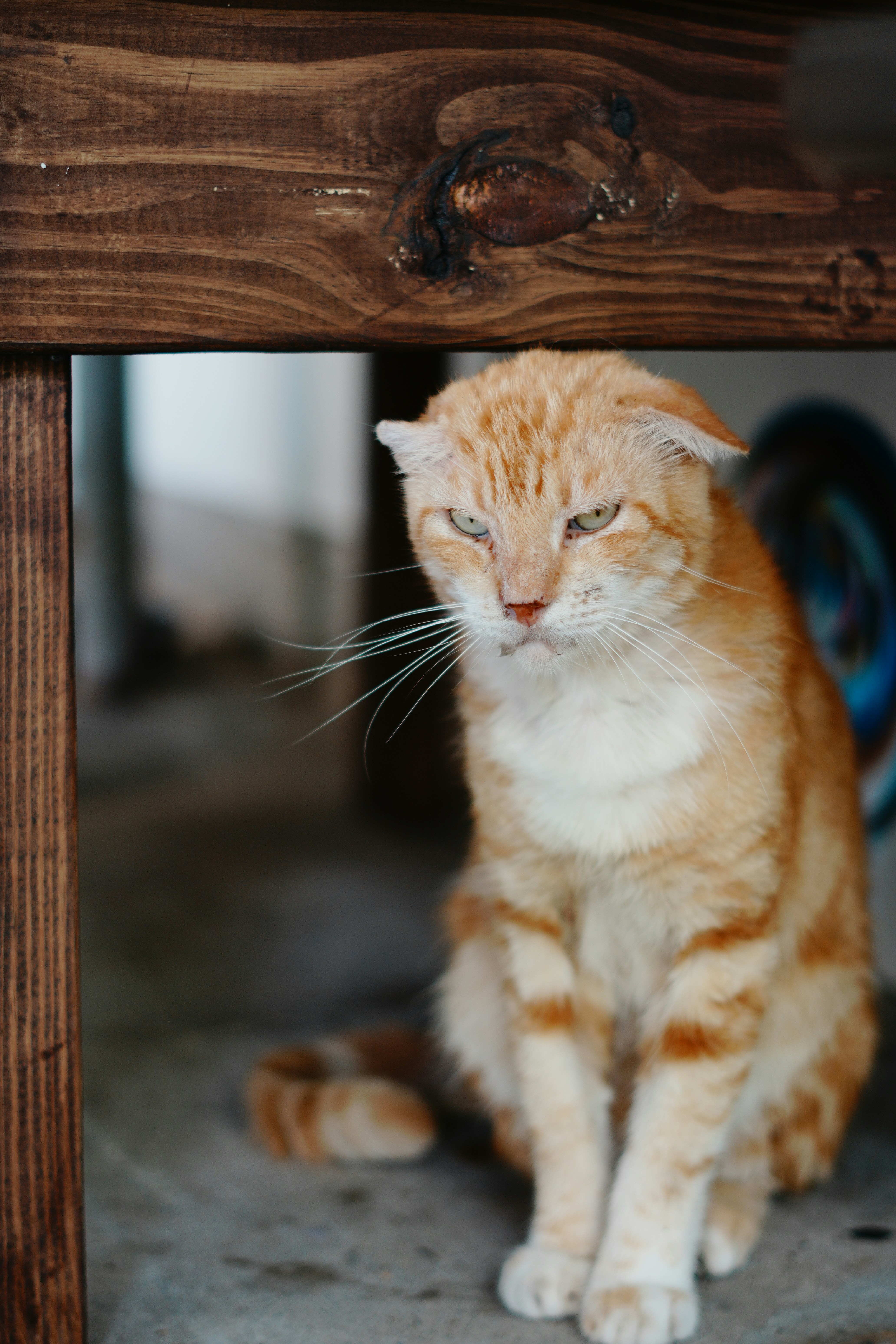 Orange Tabby Beneath a Wooden Beam
