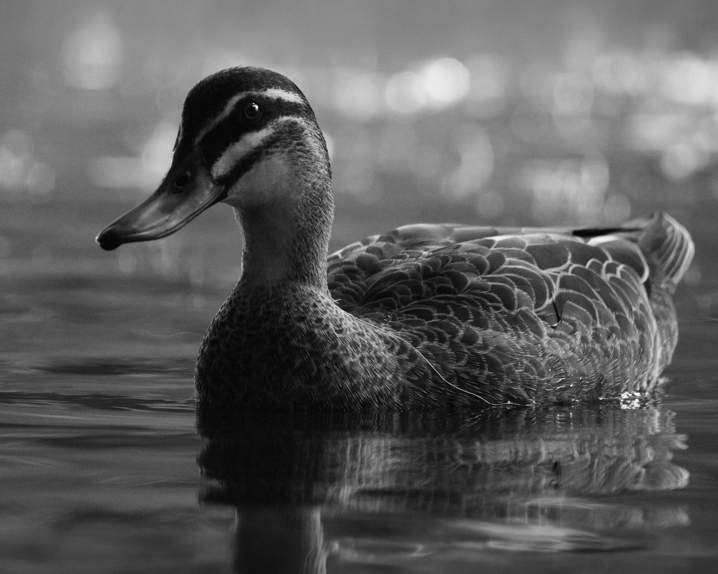 Moment in monochrome: a patient duck gliding across quiet water