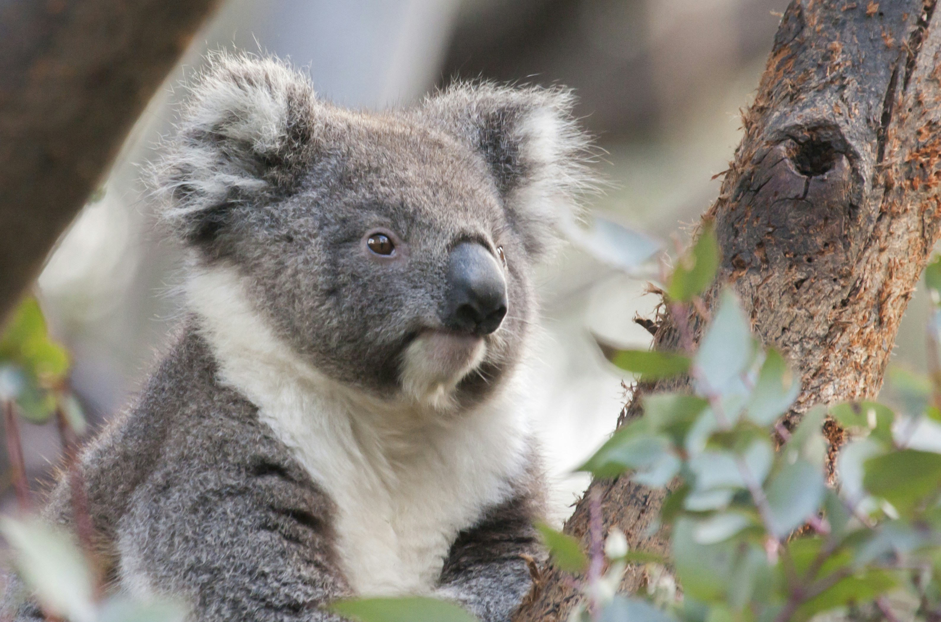 Koala perched among tree branches with soft bokeh and eucalyptus leaves in the foreground and background, emphasizing a calm, observational moment.