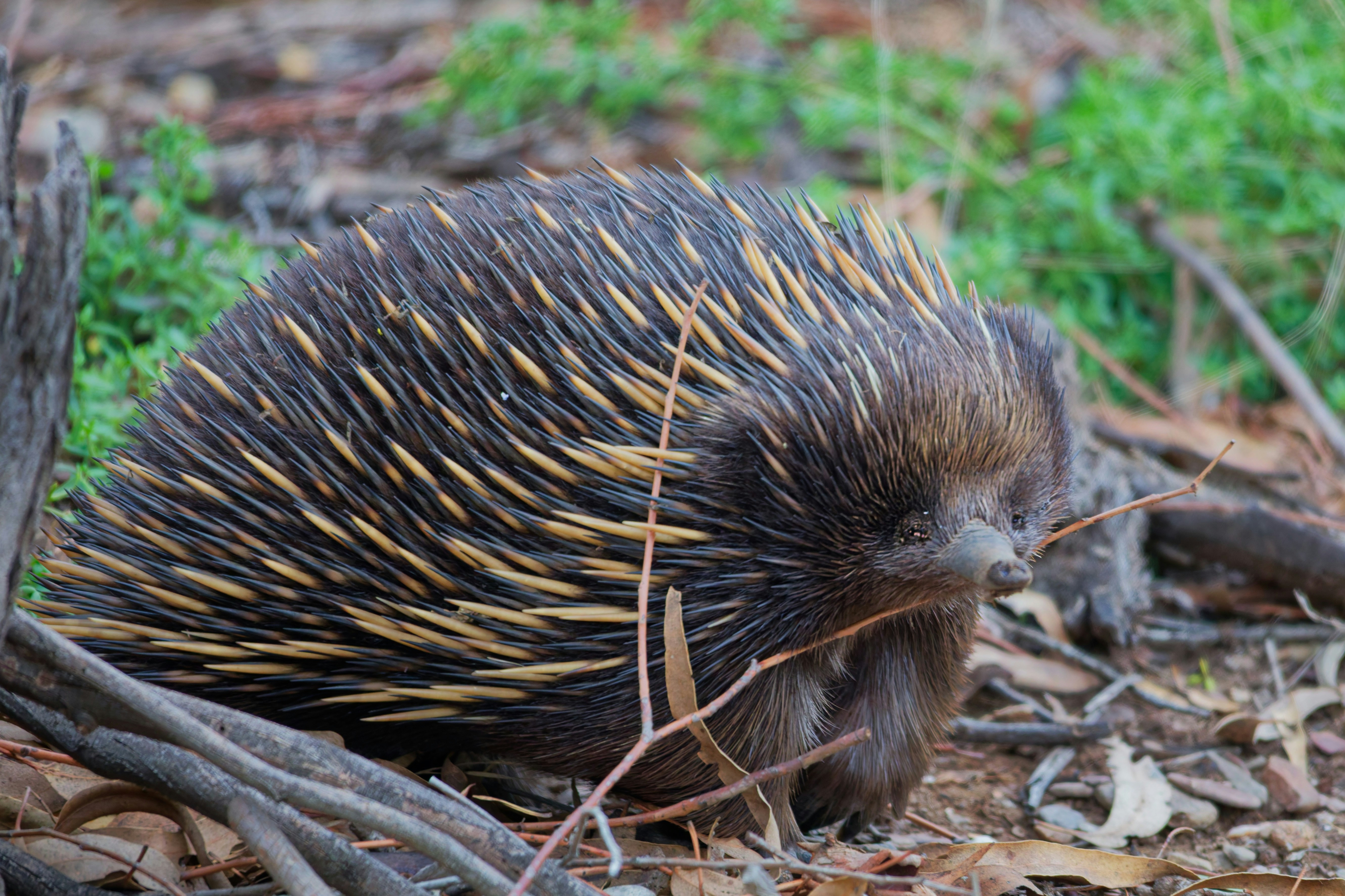 Sunlit Quill: Portrait of an Echidna Amid Leaf Litter