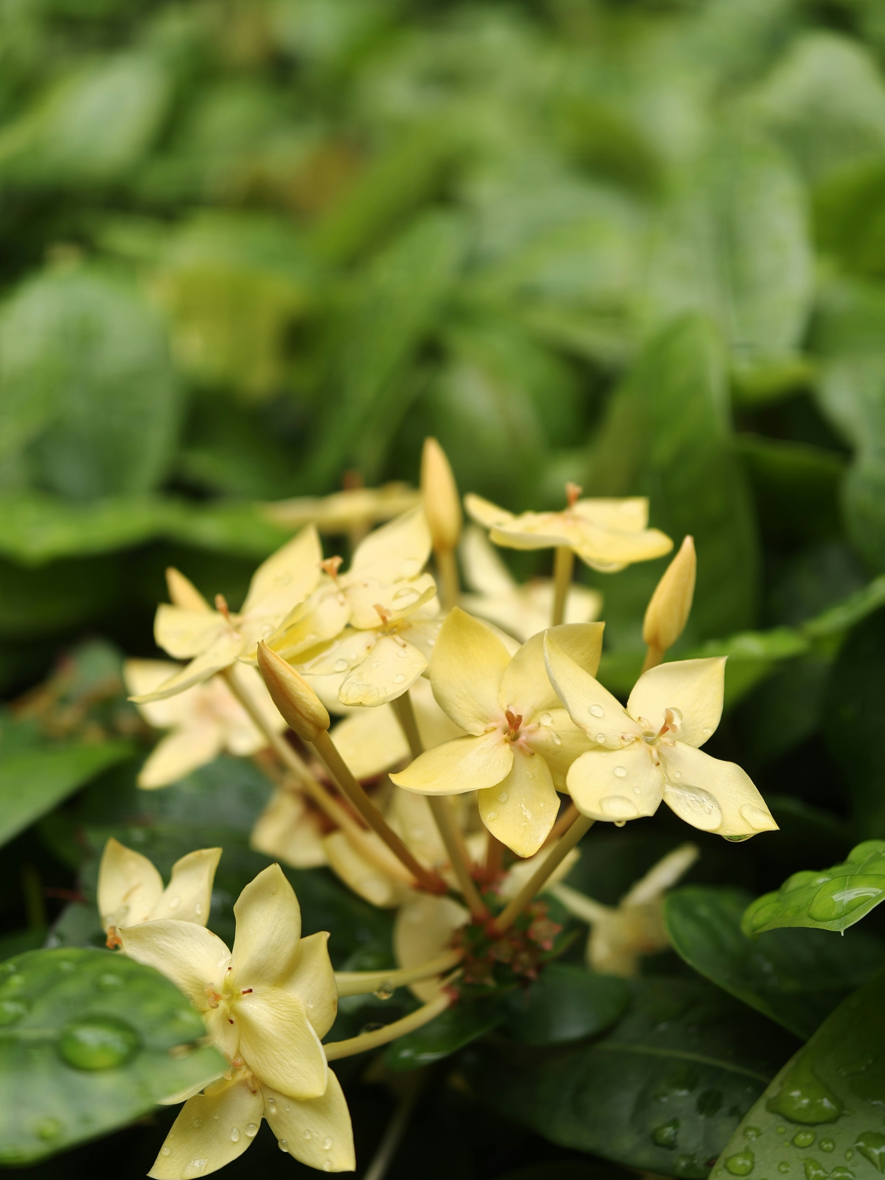 Close-up of pale yellow hydrangea-like blossoms with dewdrops, framed by lush green foliage; a garden macro shot highlighting texture and color. Logo/illustration not present.