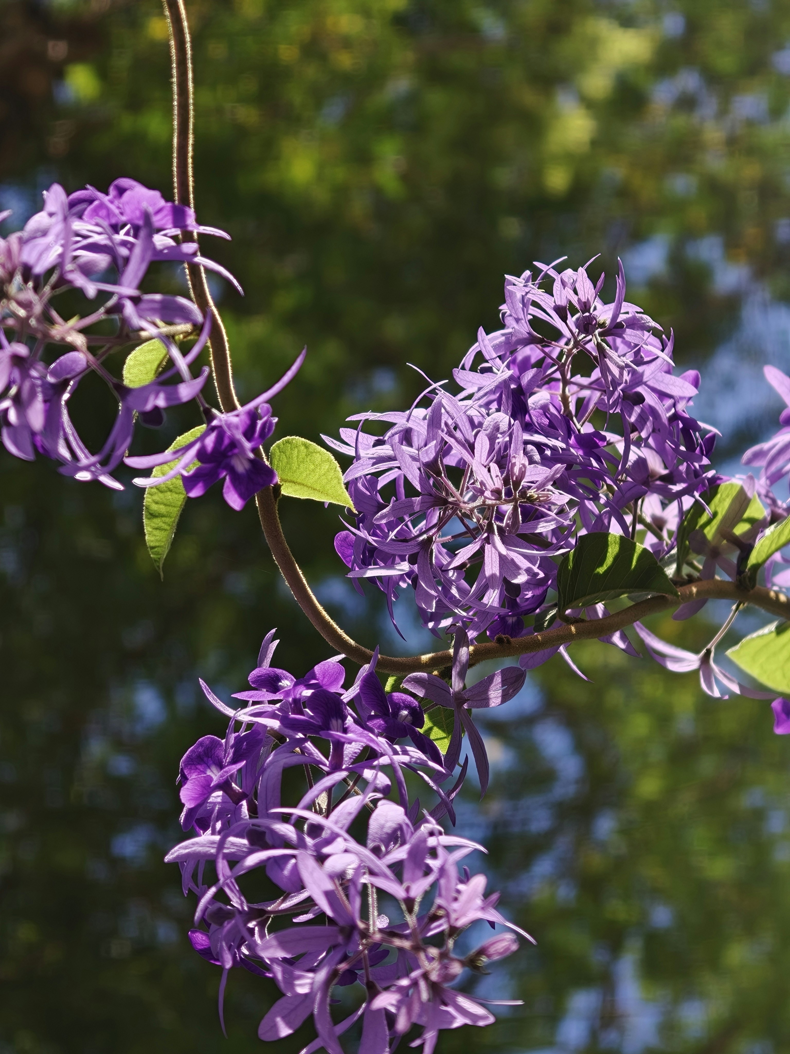 Vibrant purple wisteria-like clusters drape across a slender stem with lush green leaves, set against a softly blurred background of trees and sky.