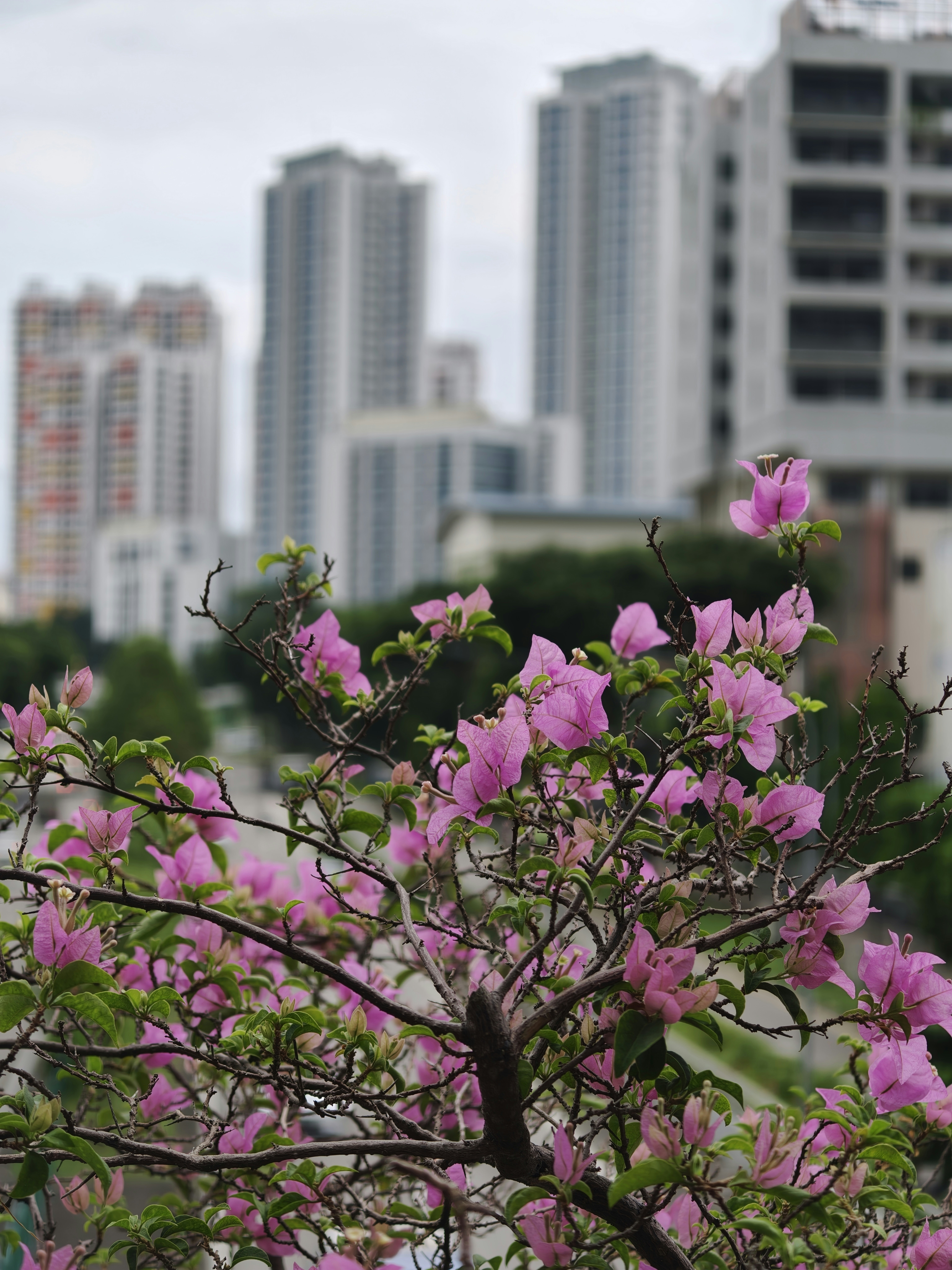 Bougainvillea Bloom Framed by City Towers