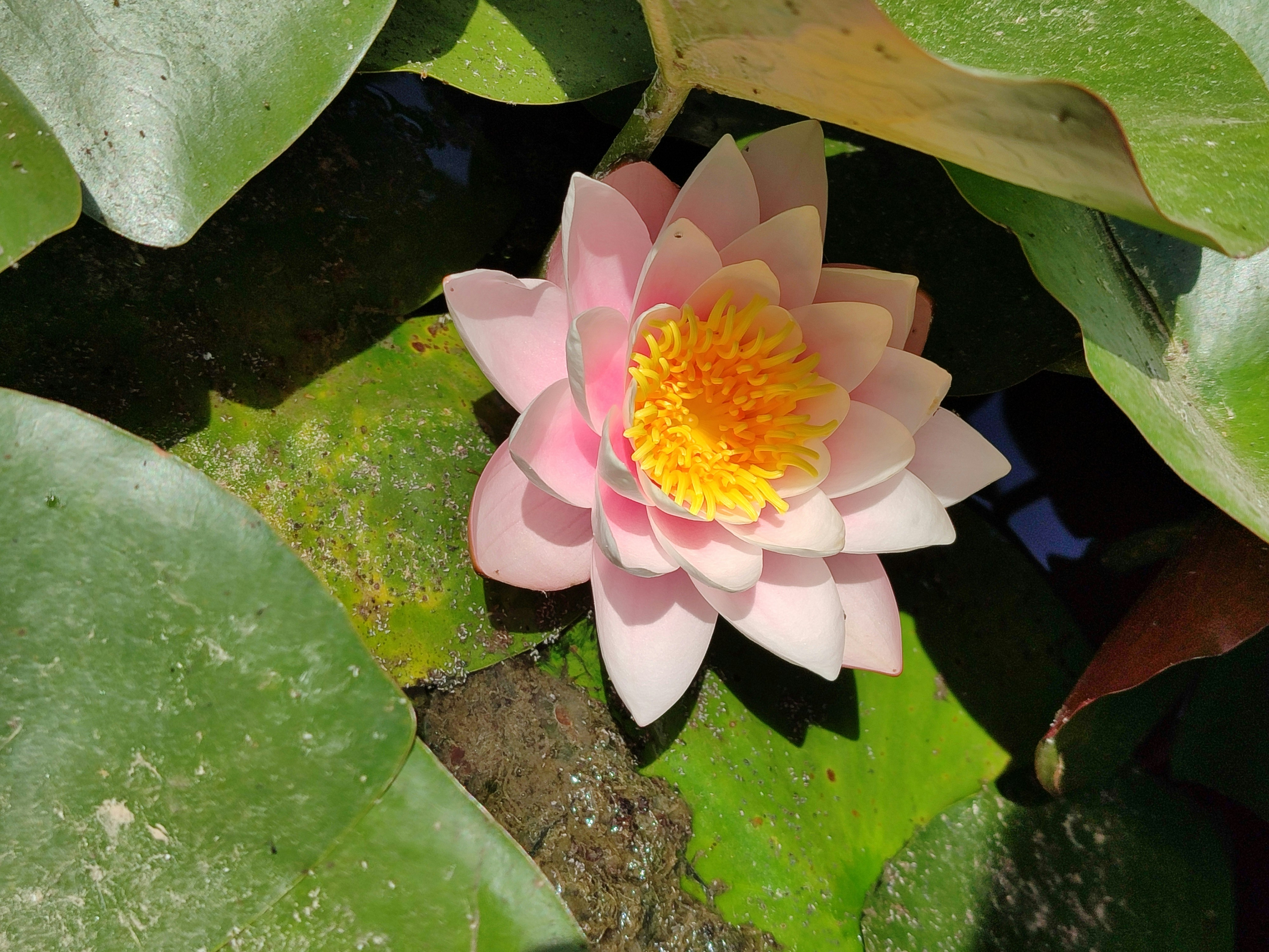 Pink Water Lily Spotlight