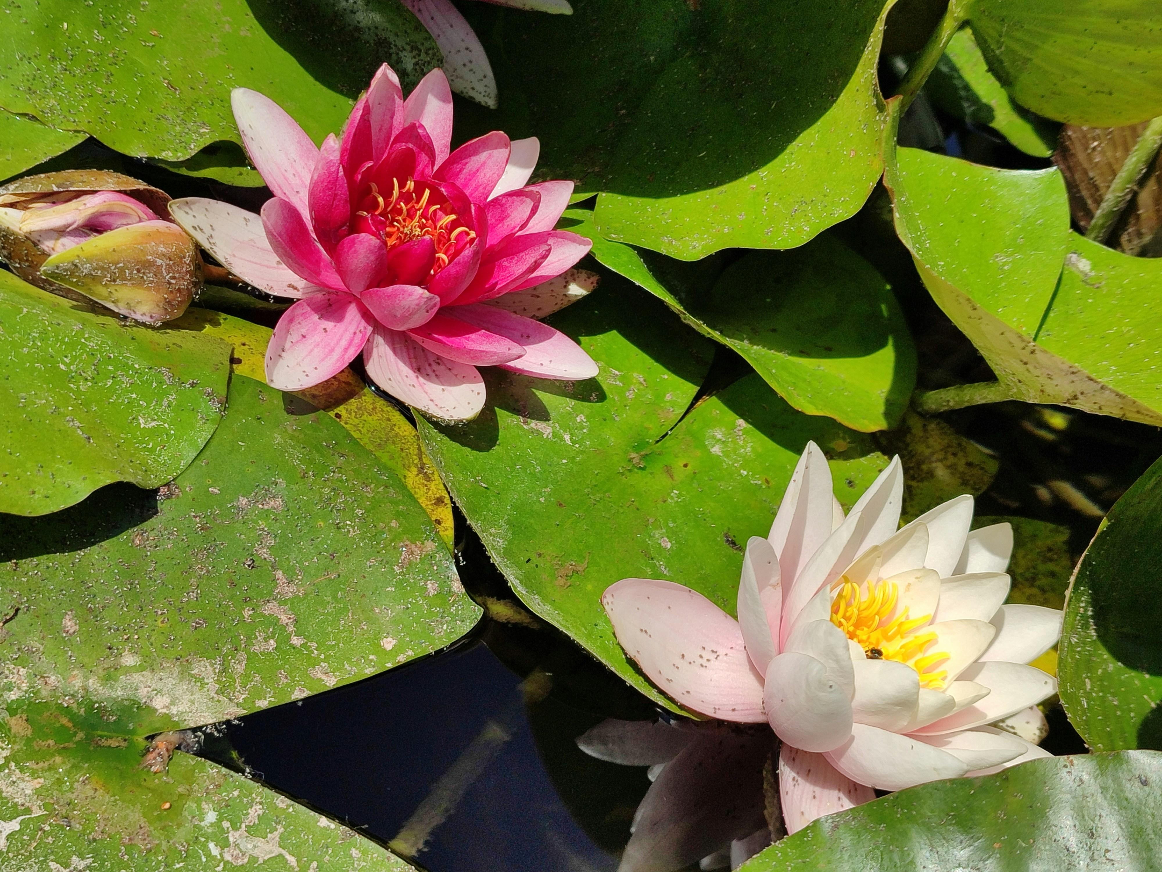 Pink and White Water Lilies Amid Green Pads