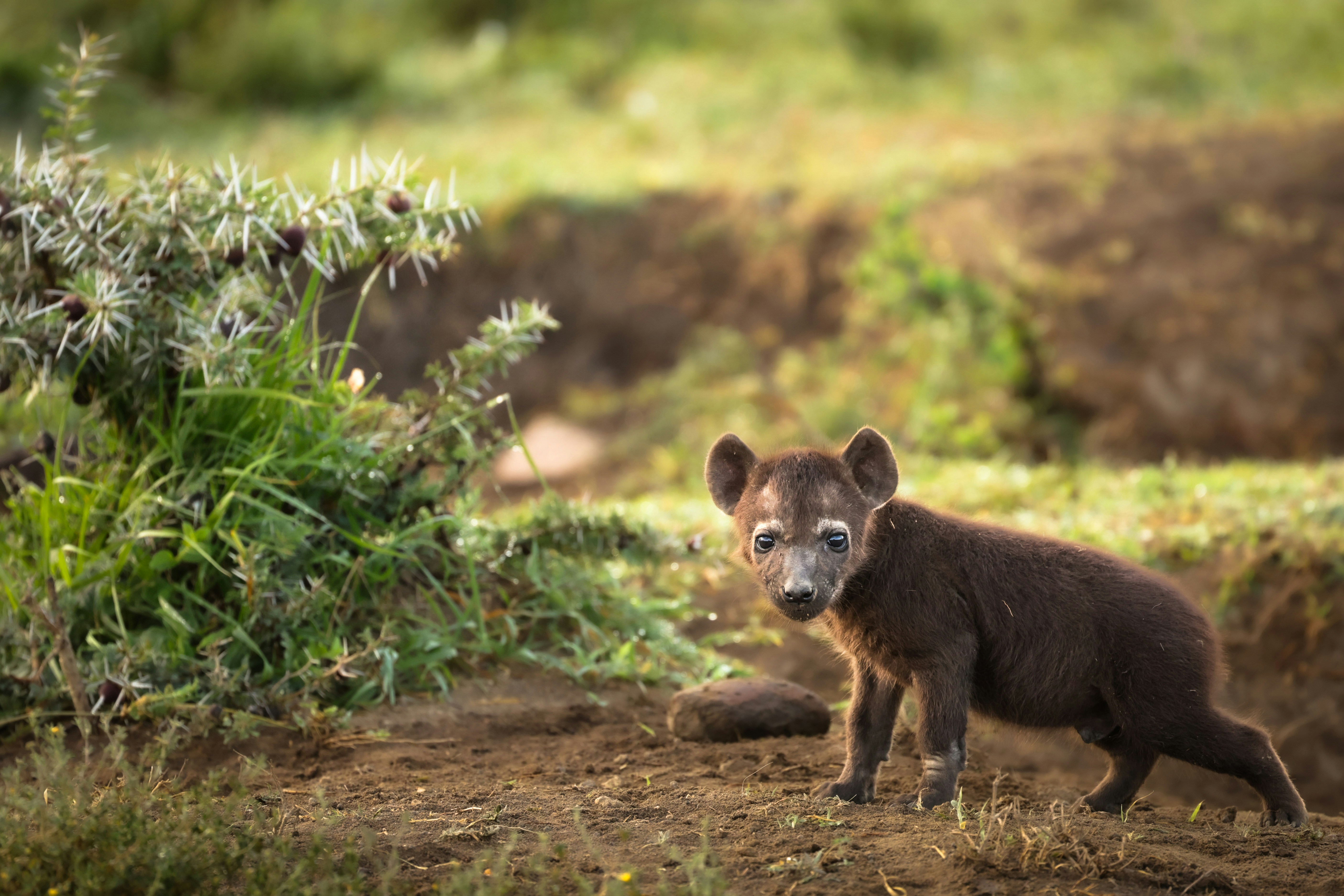 Juvenile fox stands on dirt ground near sparse vegetation, eyes toward the camera with a curious stance. The scene feels naturalist and outdoorsy.