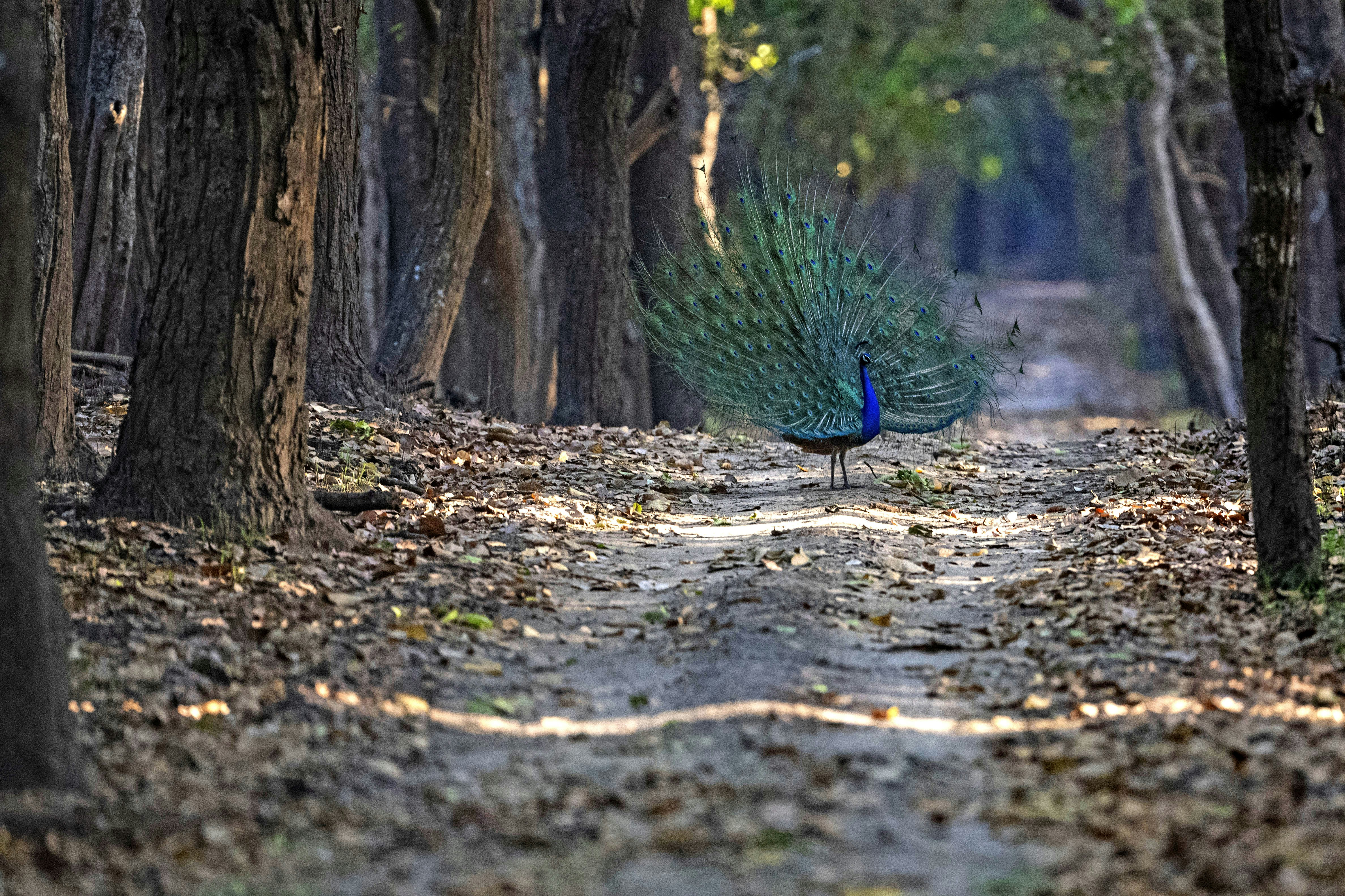 Azure Banner in the Alley: A Peacock's Moment on a Forest Path