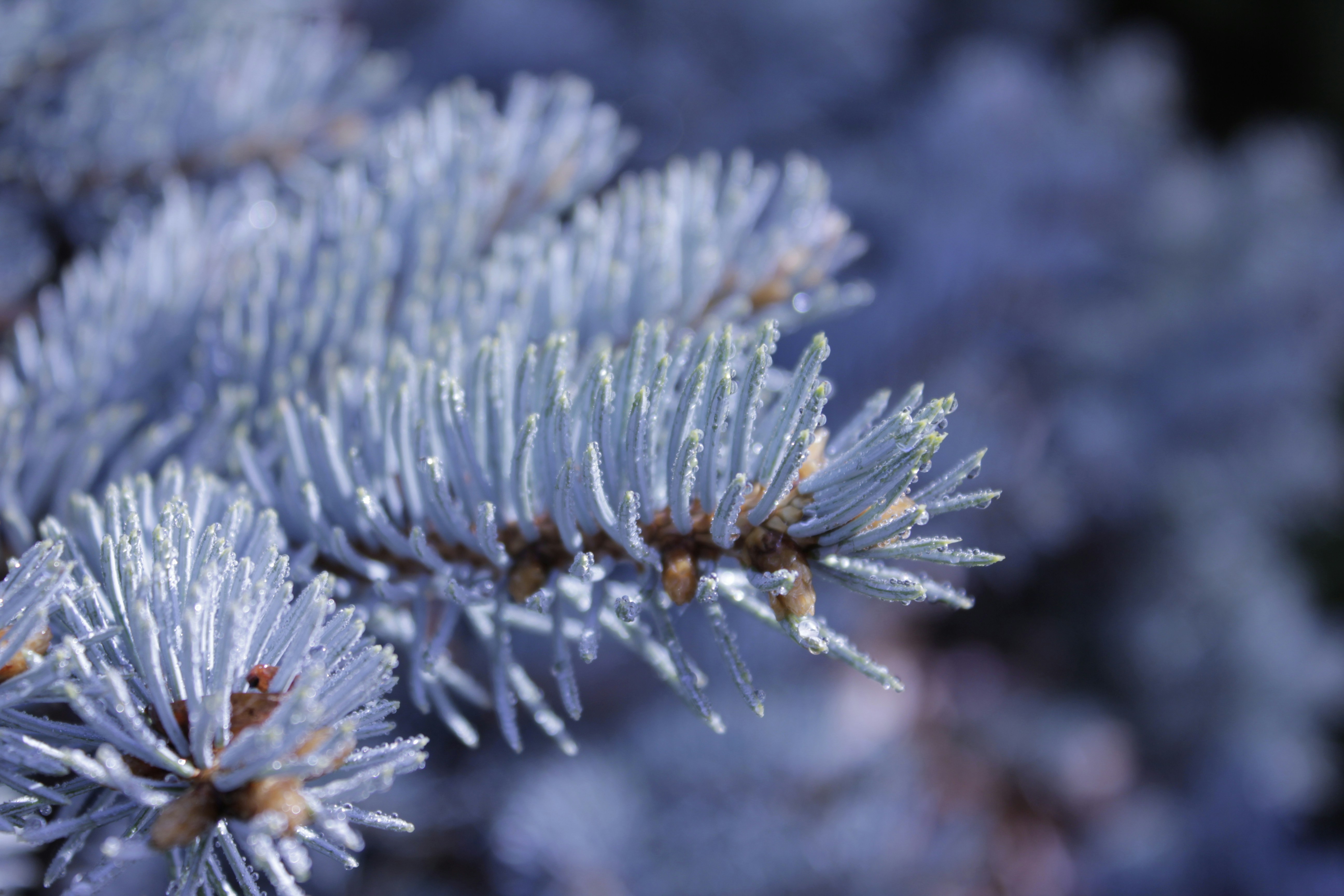 Frosted Blue Fir: Delicate Needle Icicles in Quiet Light