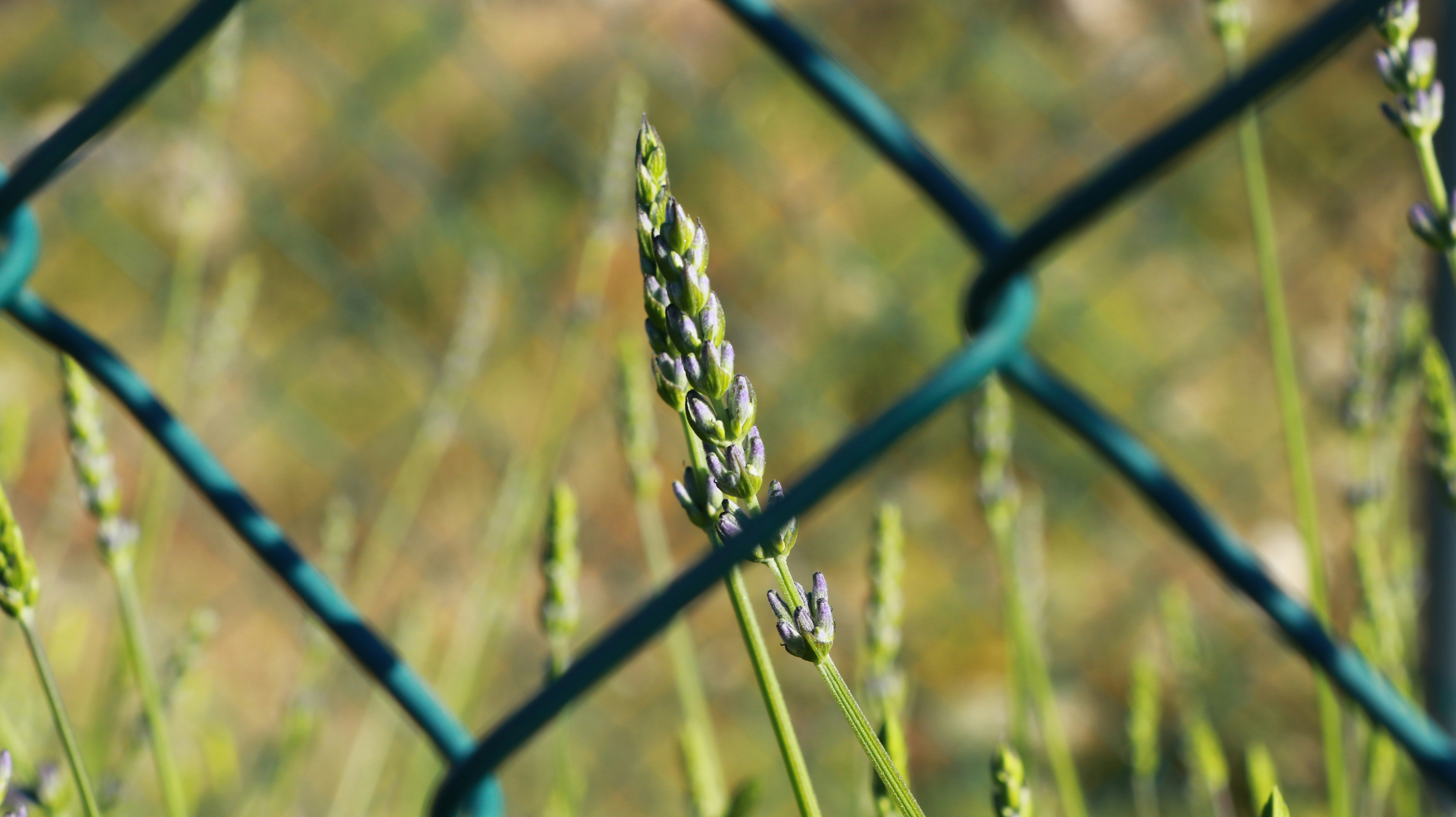 Fence-bound Grass Stems in a Soft-Focus Field