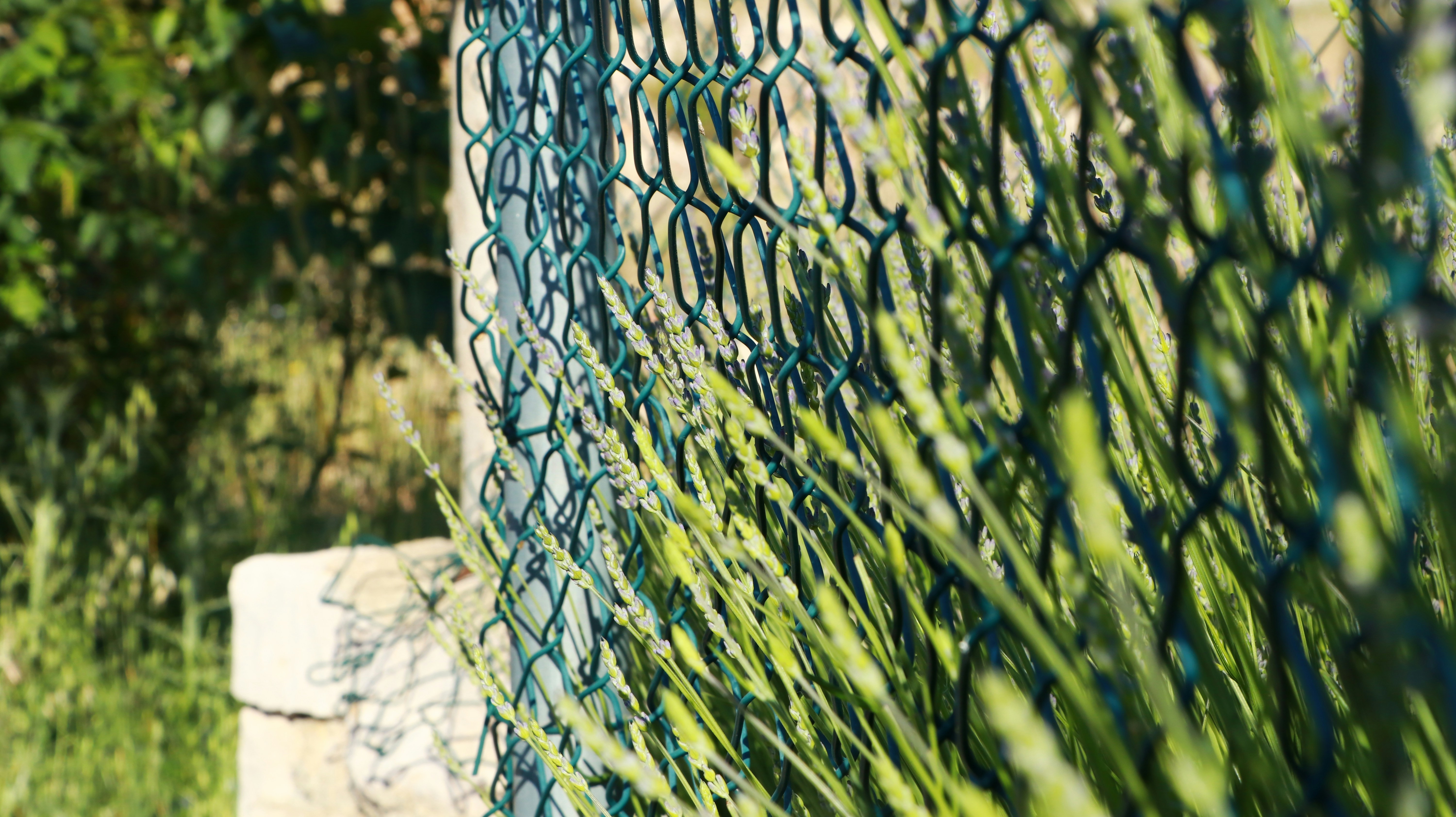 Between the Grains: Sunlit Fence and Overgrown Field