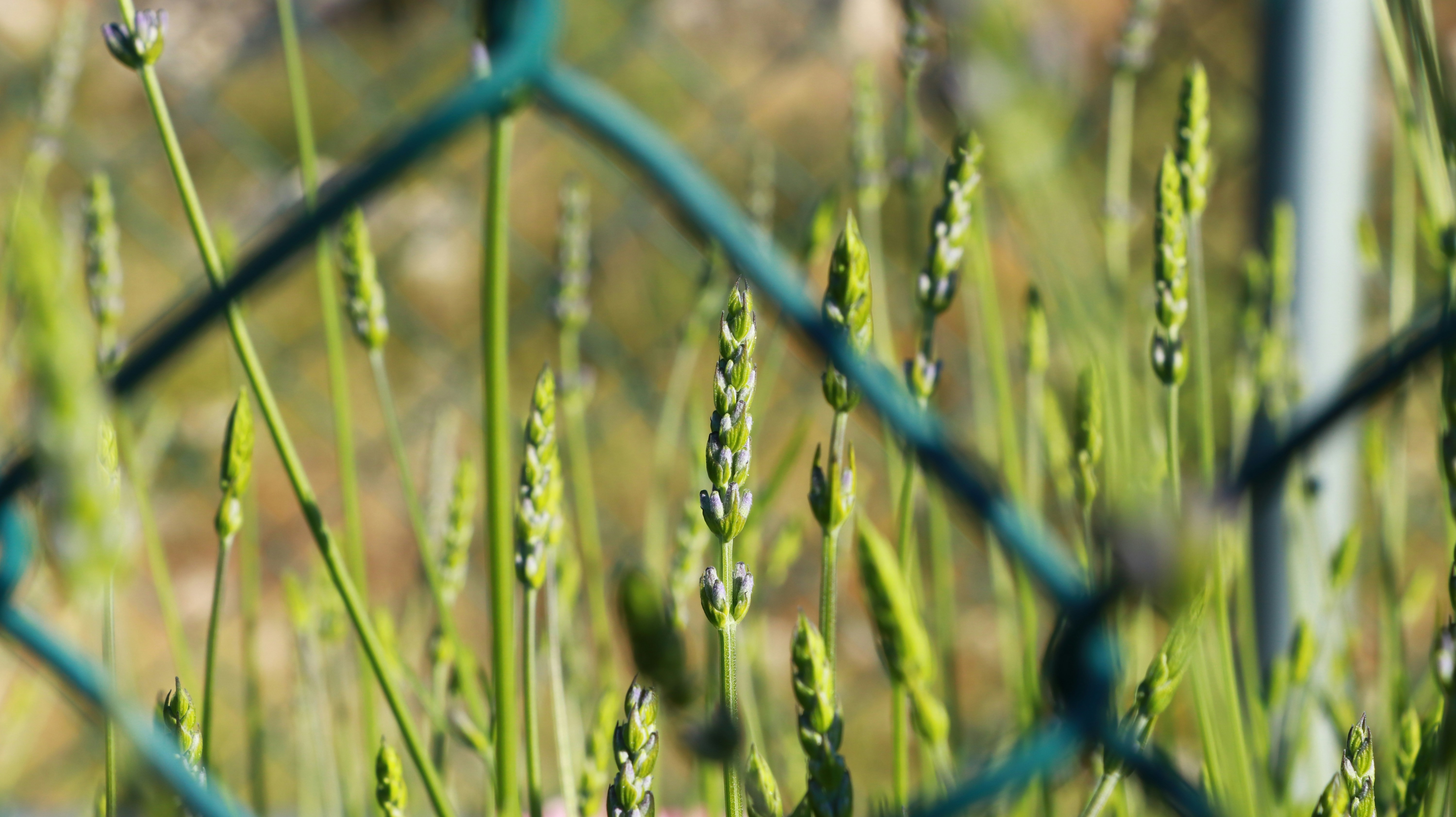 Close-up of green wheat stems behind a chain-link fence, creating a shallow depth and soft background blur.