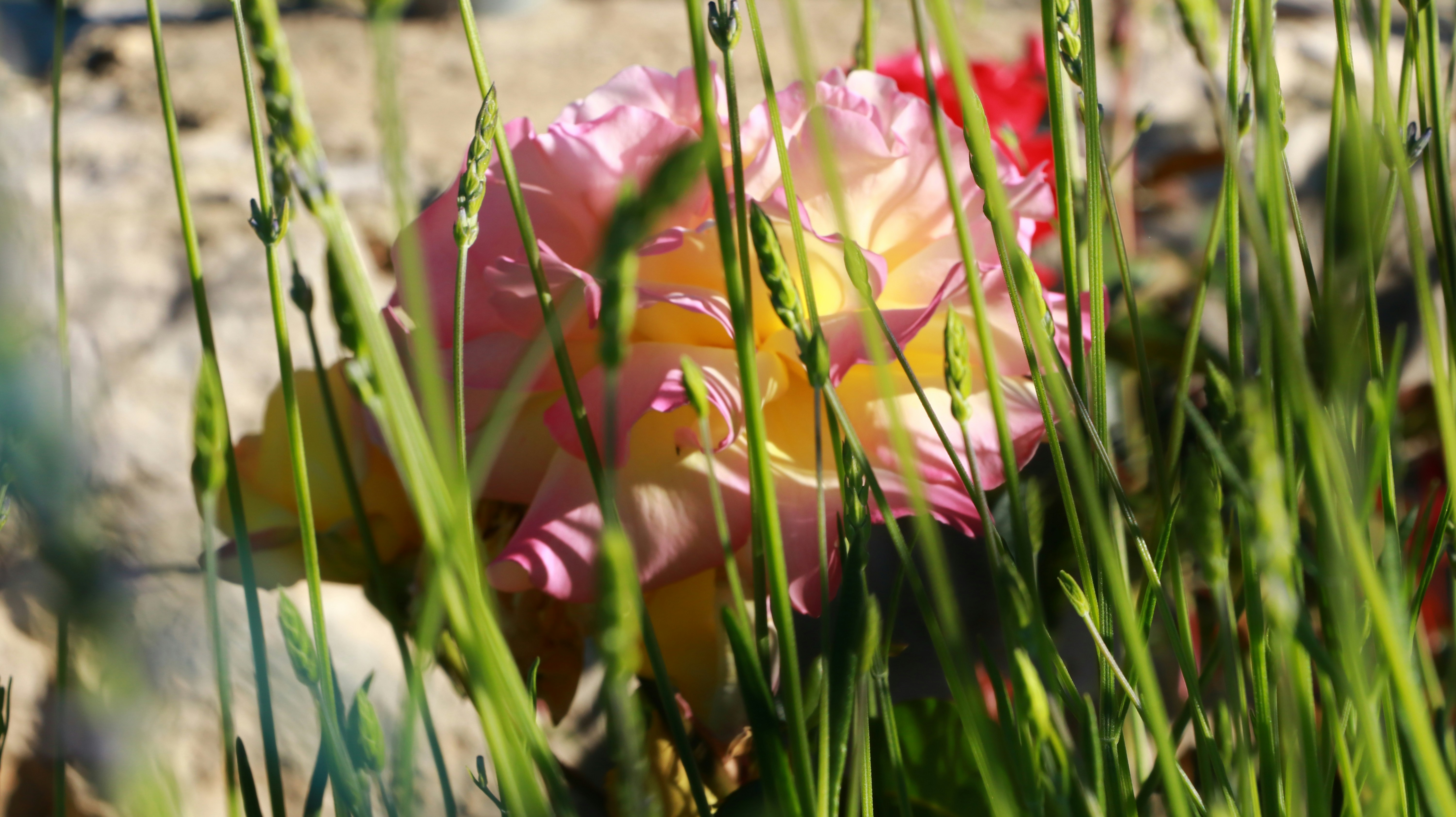 Pastel Bloom Veiled by Spring Grasp