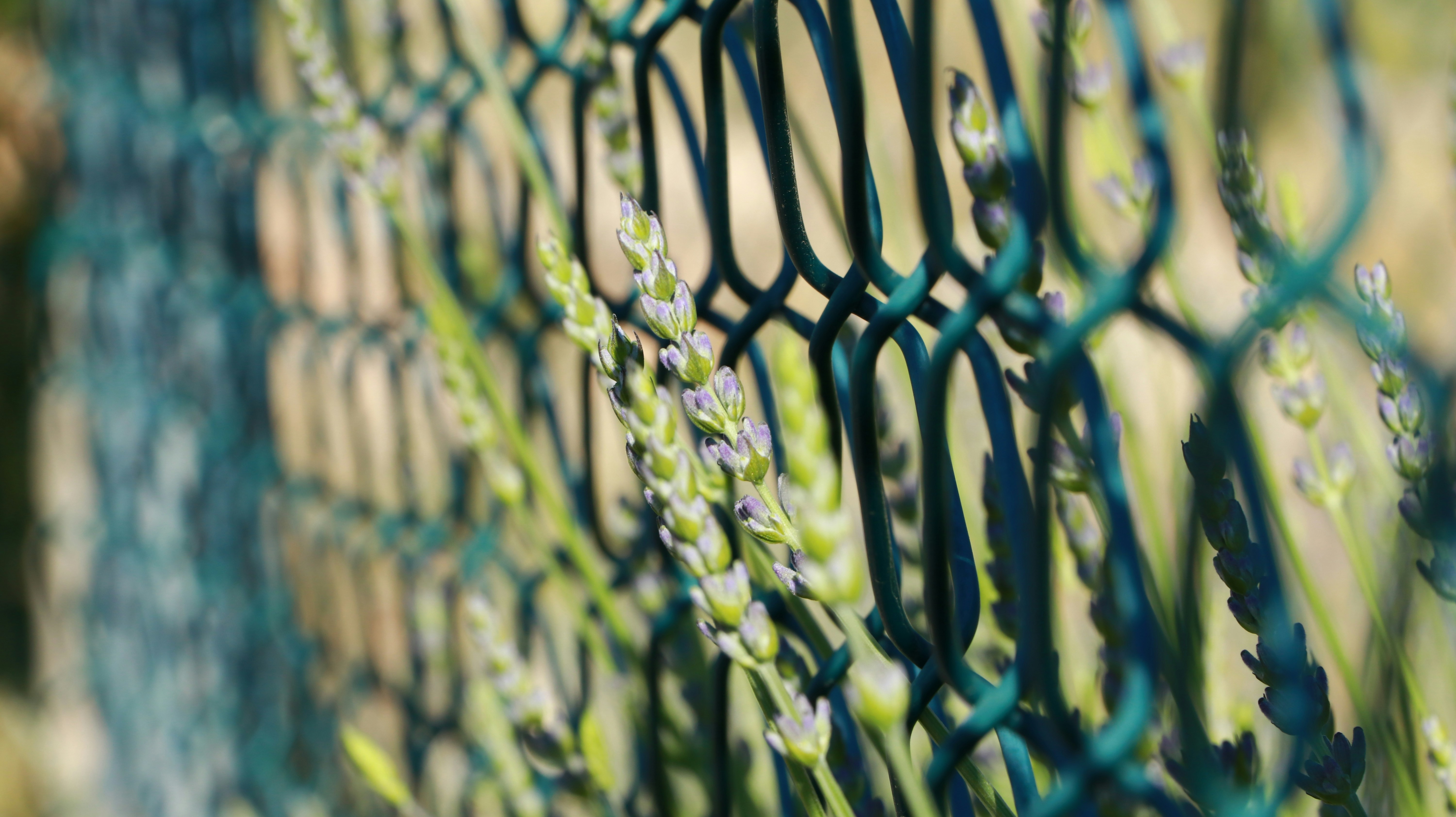 Emerald Lattice: Sunlit Vines Against a Woven Barrier
