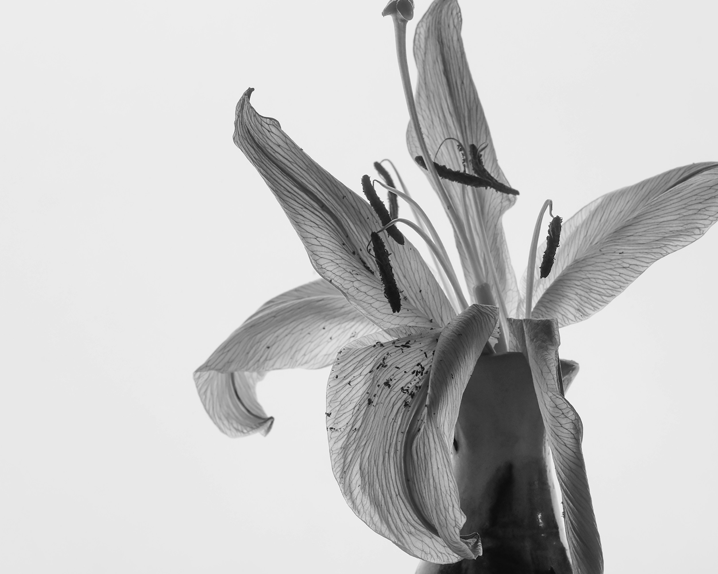 Ledger of Petals: A Minimalist Close-Up on a Lily Bloom