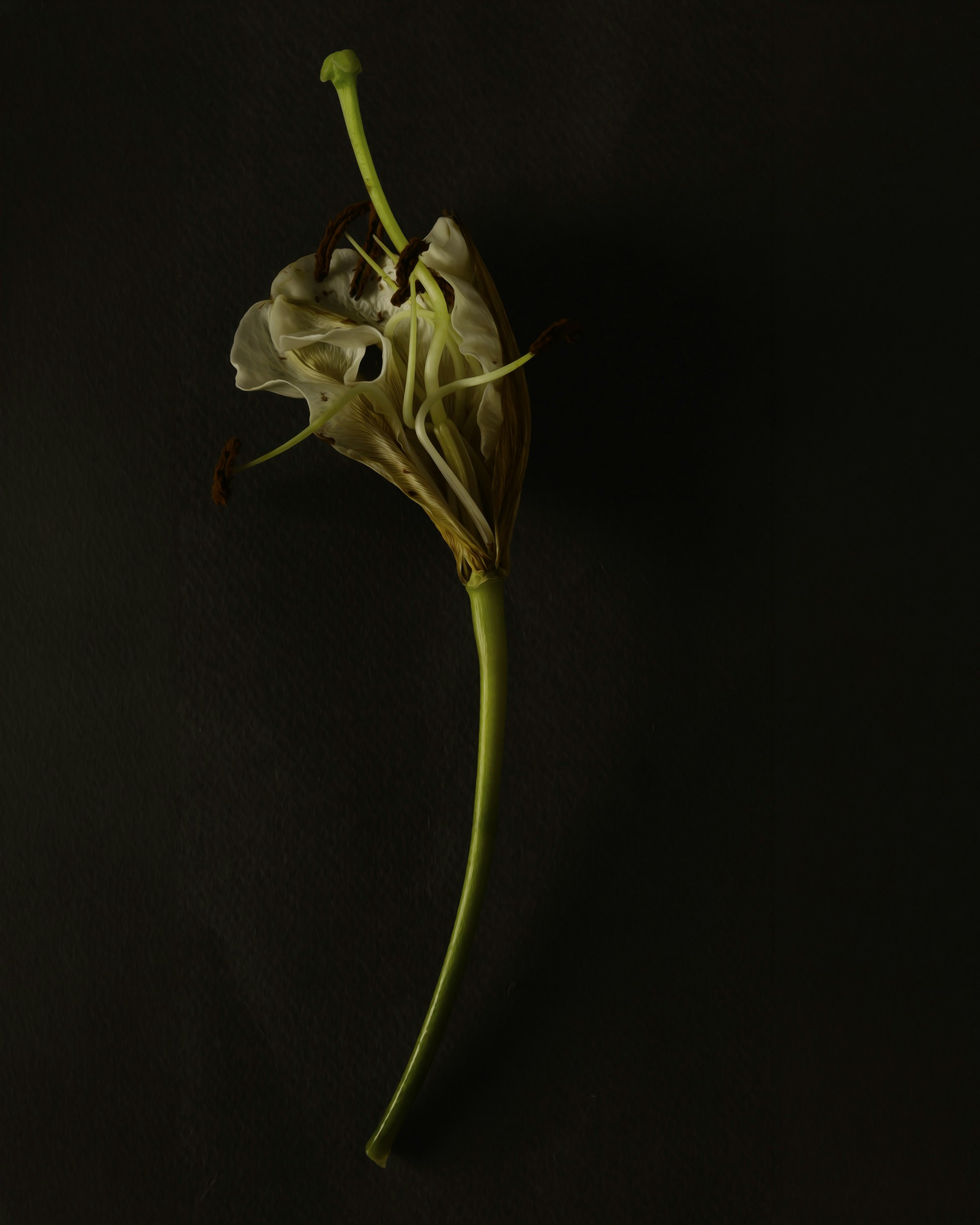 Wilted bloom on a curved stem: a study in quiet contrast