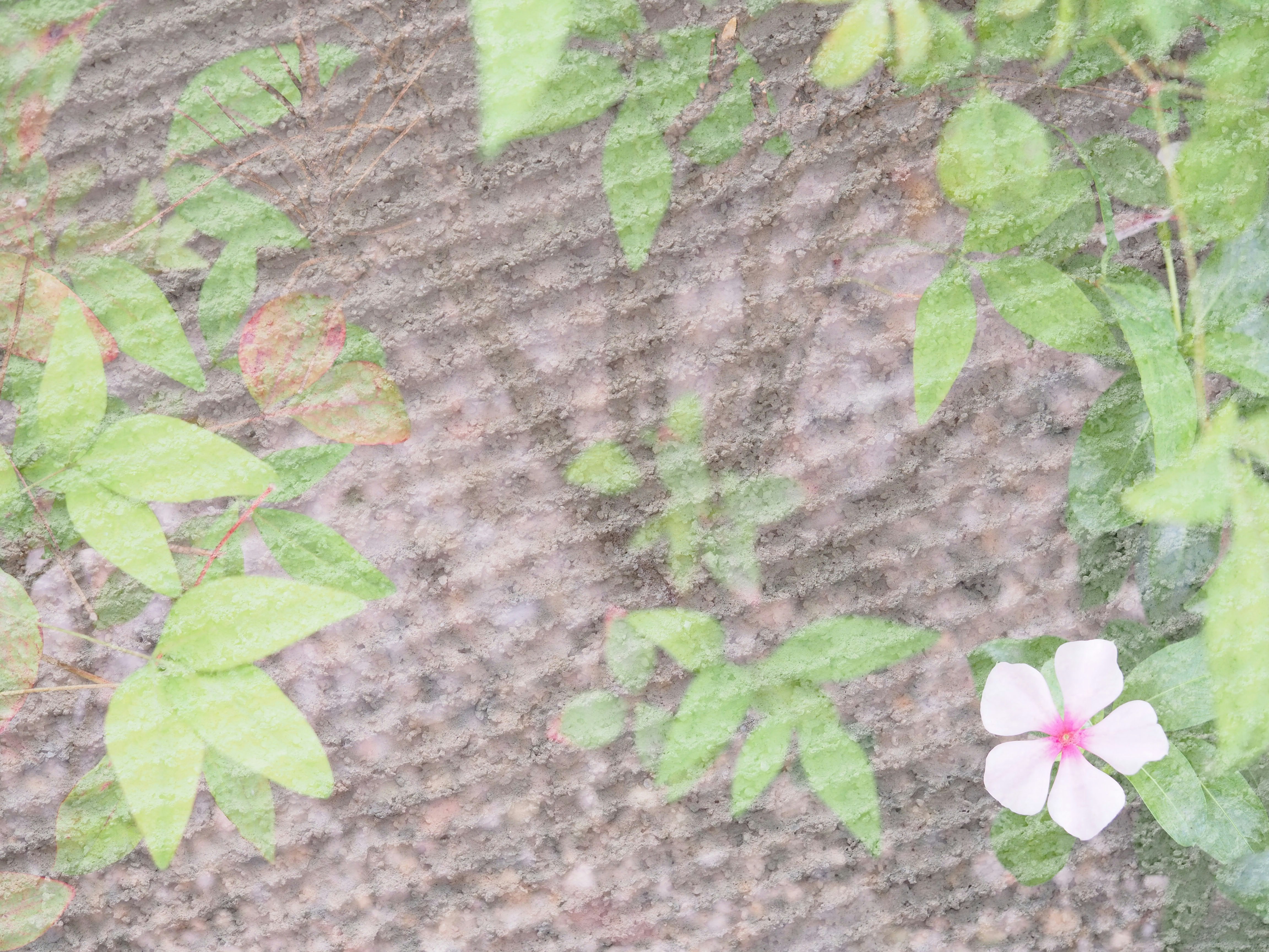 Pink flower at the edge of a vine-covered wall, with soft, diffused light and a textured stone background.