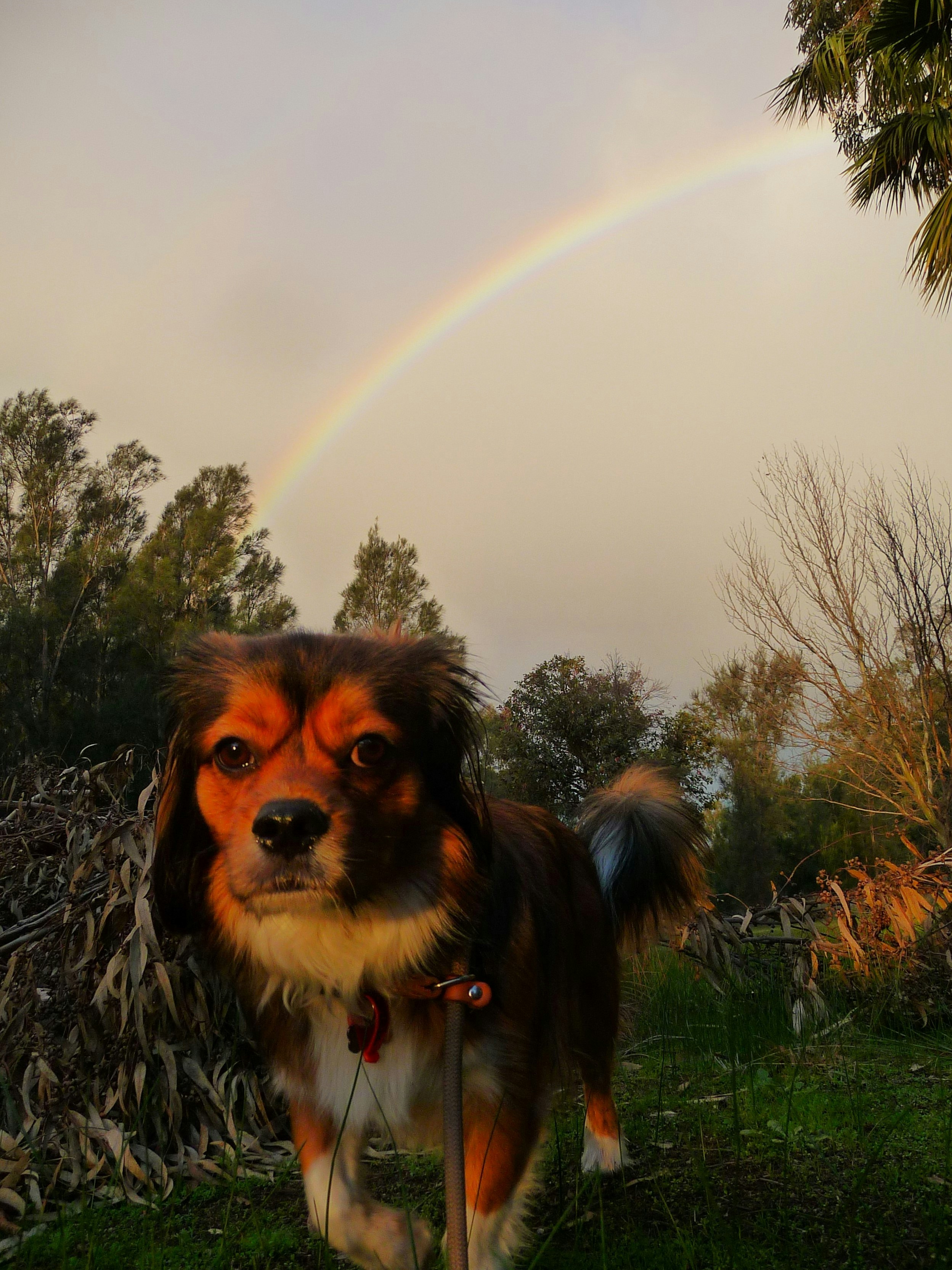 Rainbow Over Barking Horizon: A Loyal Companion in the Golden Evening