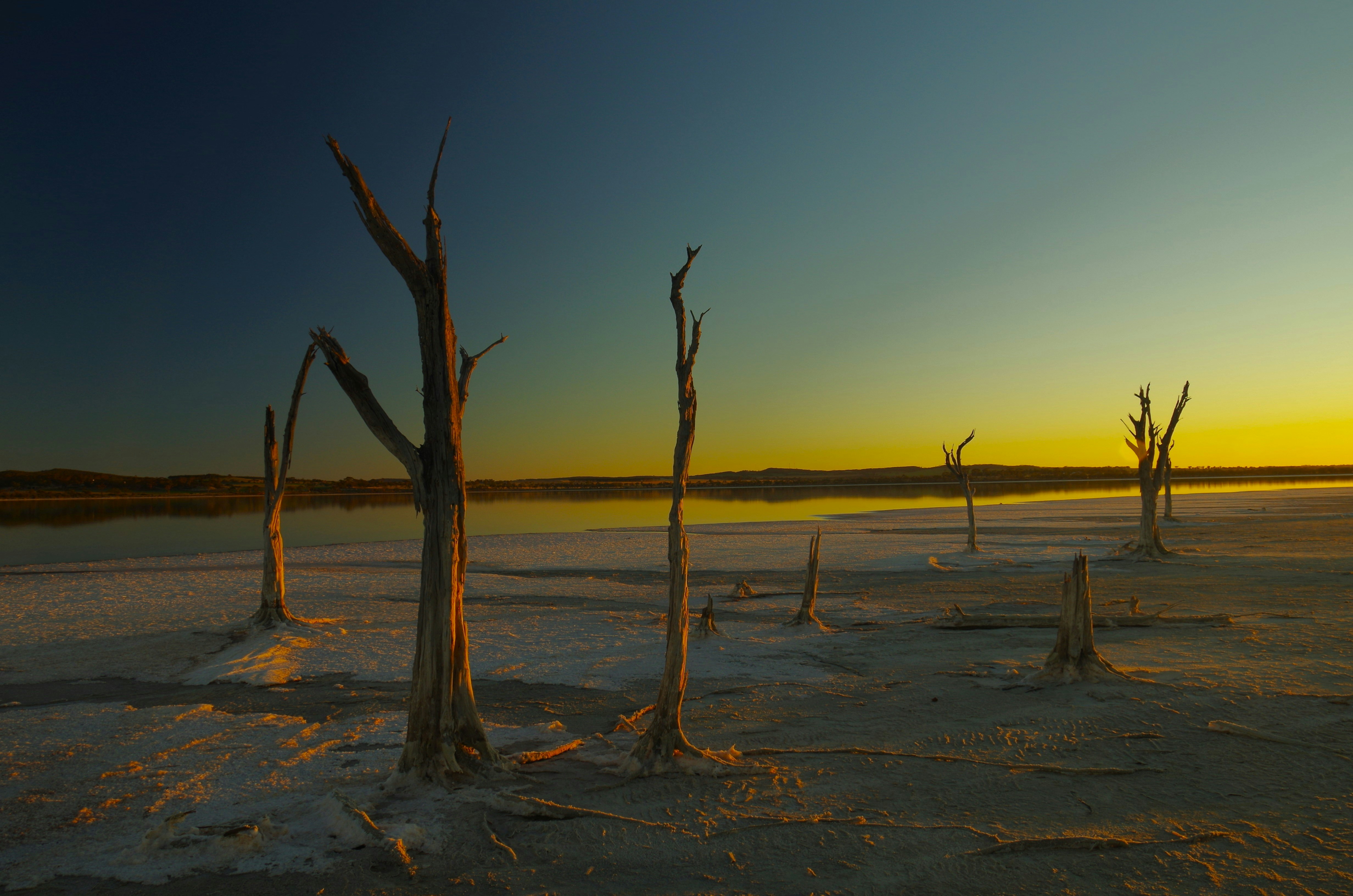 Stilled Pines at Dusk: A Salt Flat Landscape with Weathered Remnants