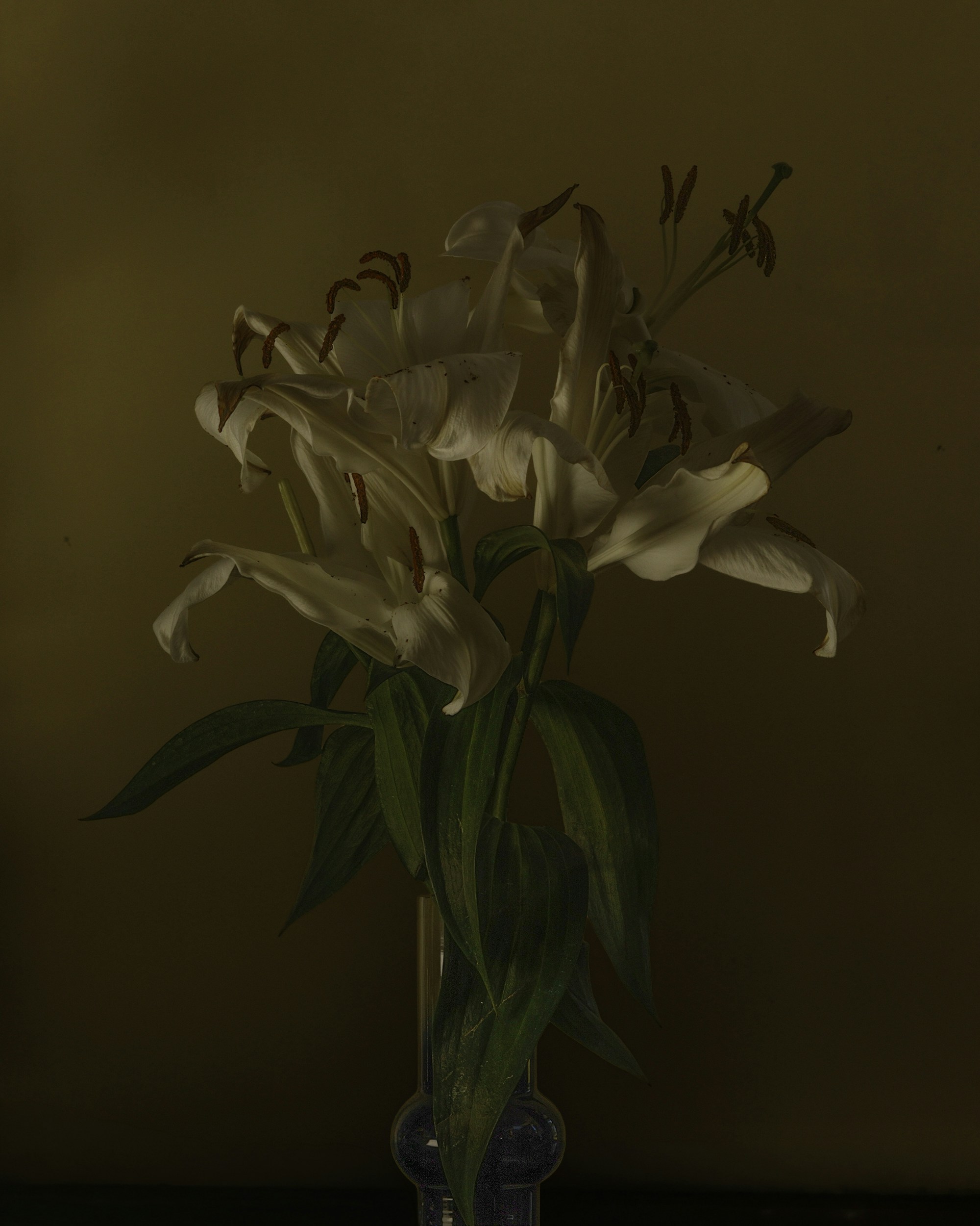 Moonlit Lilies in a Velvet Room