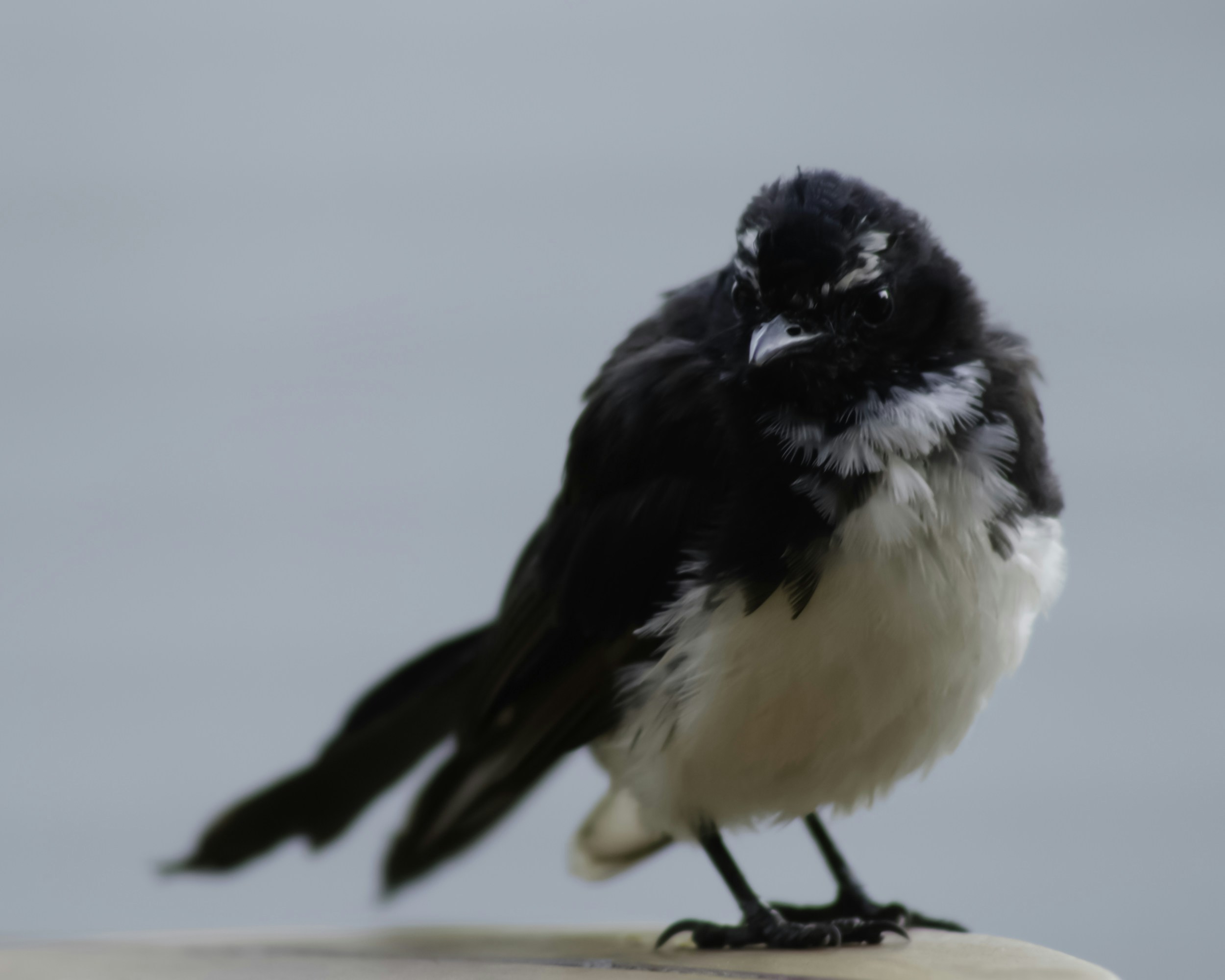 Fluffed Black-and-White Bird on a Quiet ledge