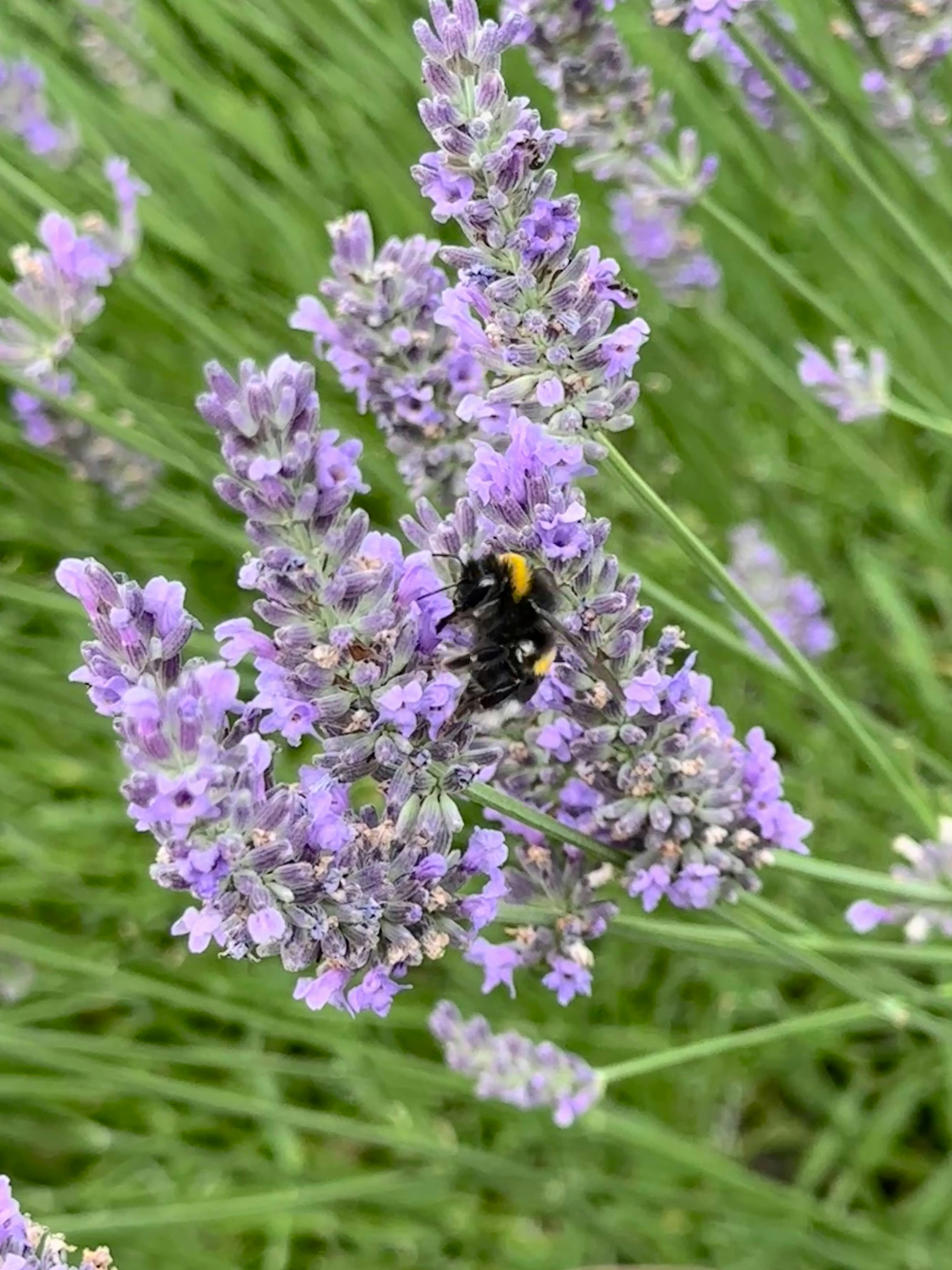 Purple lavender in bloom with a bee collecting nectar; macro-like close-up in a grassy field. Logo-free natural scene focused on the flower cluster.