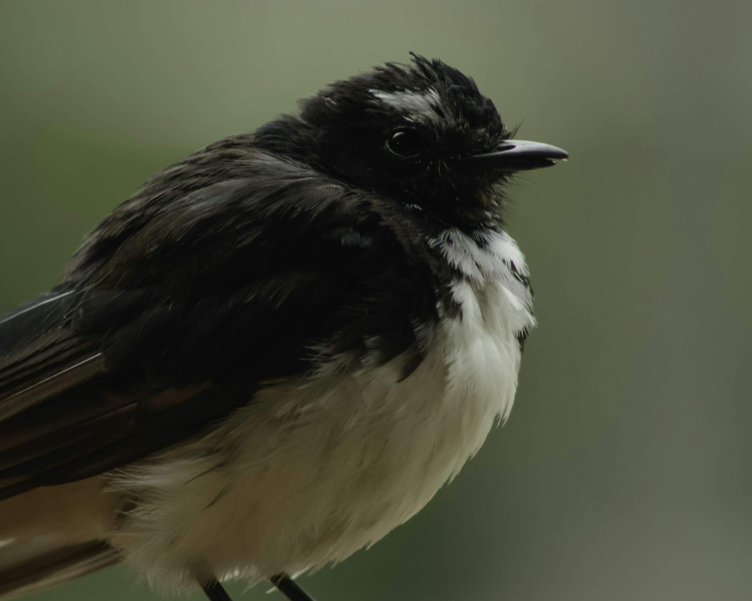 Umbrella of Contrast: A Black-White Breasted Bird in Soft Focus