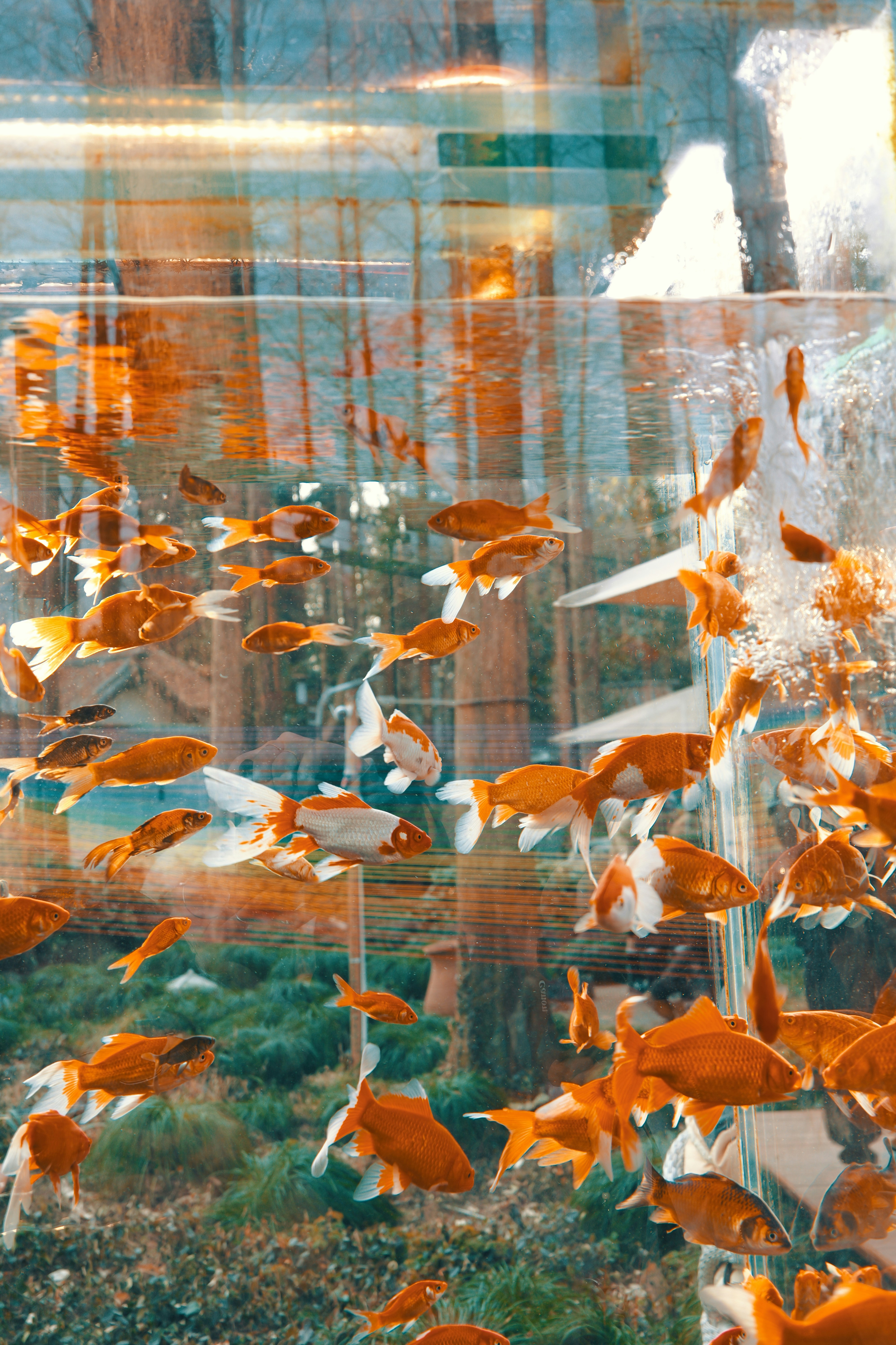 School of Orange Goldfish Drift Through Glassy Aquarium Echoes