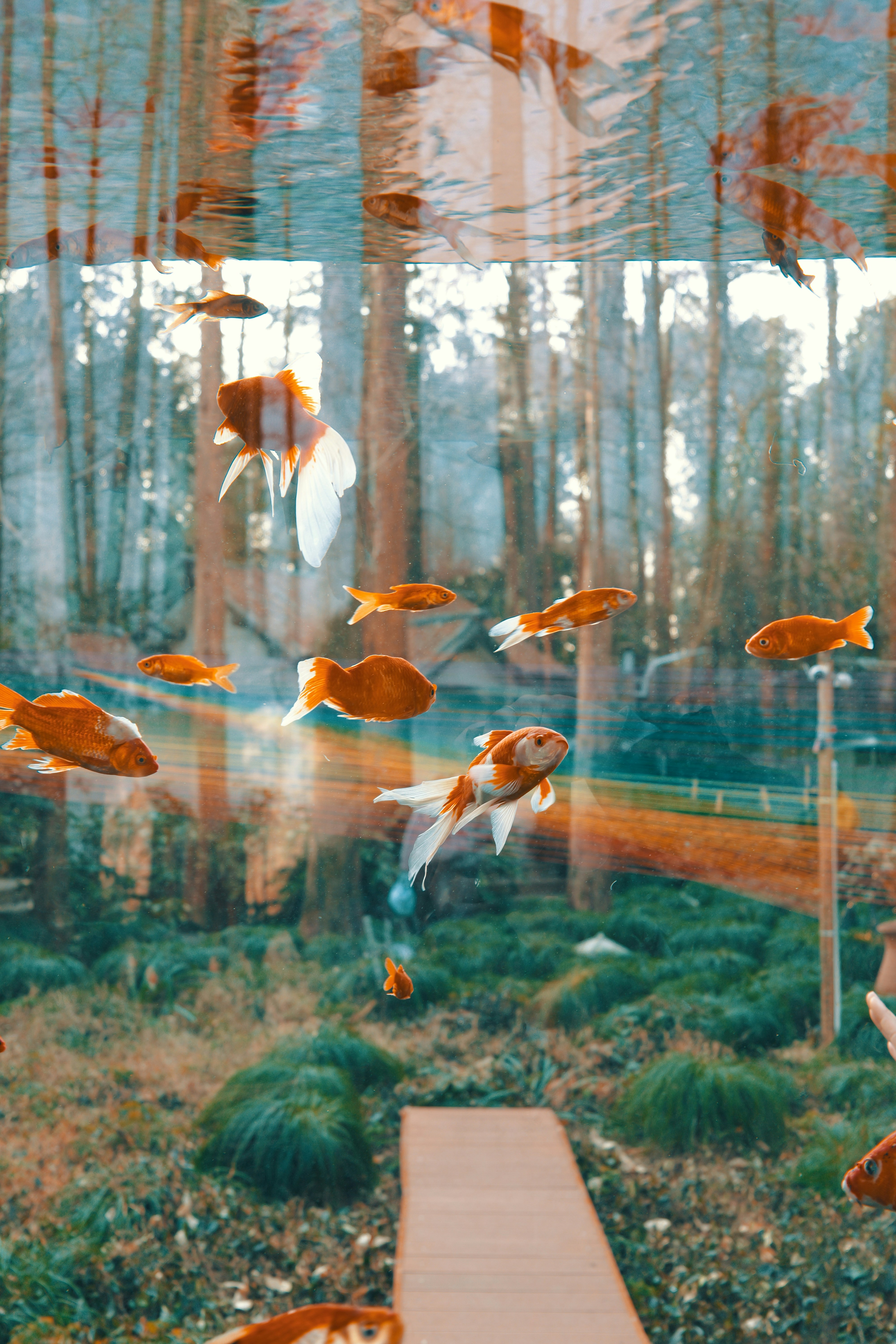 Underwater gold: koi swarm behind glass with reflected forest backdrop