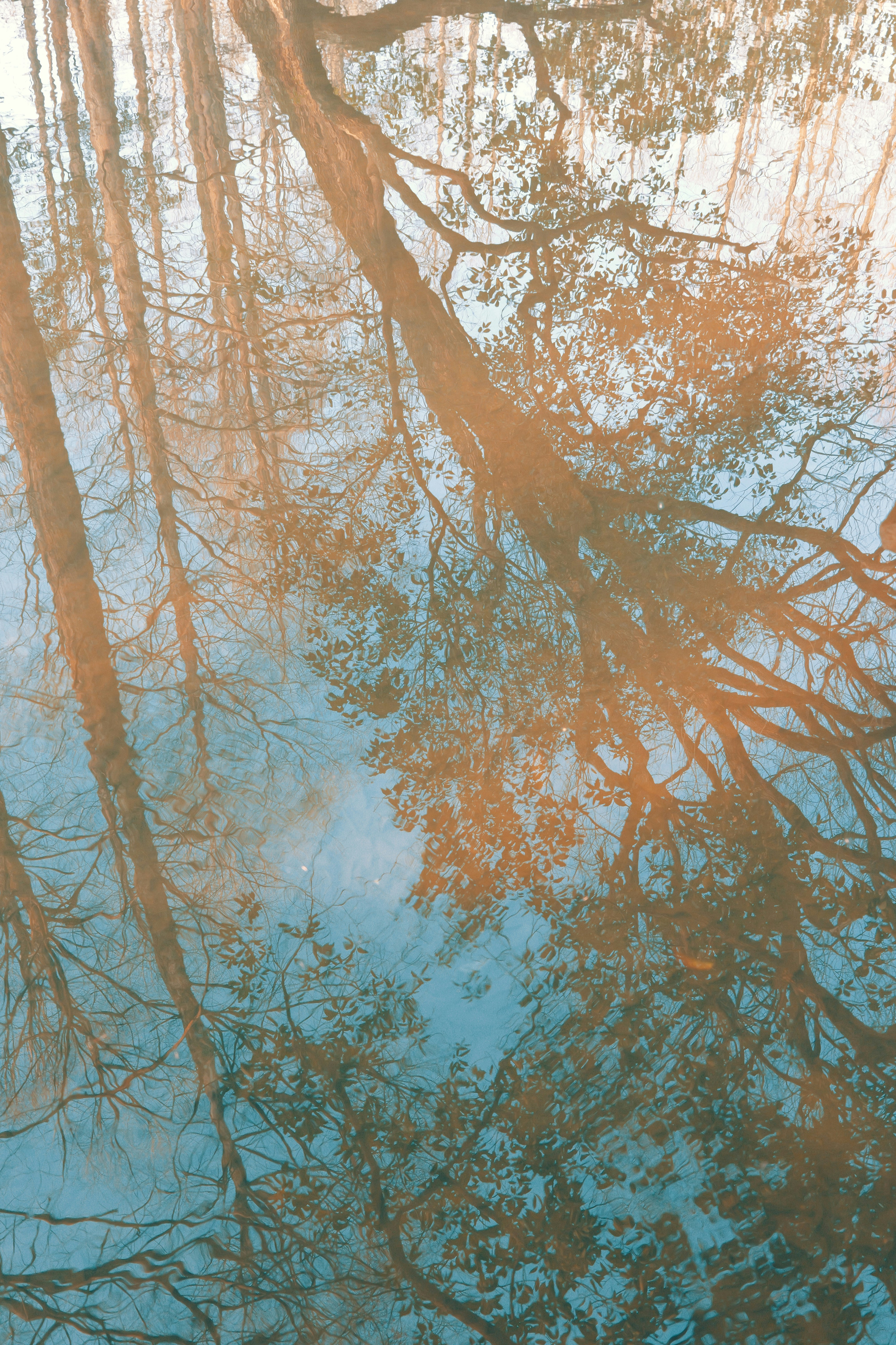 Reflections of Winter Forest in Quiet Water