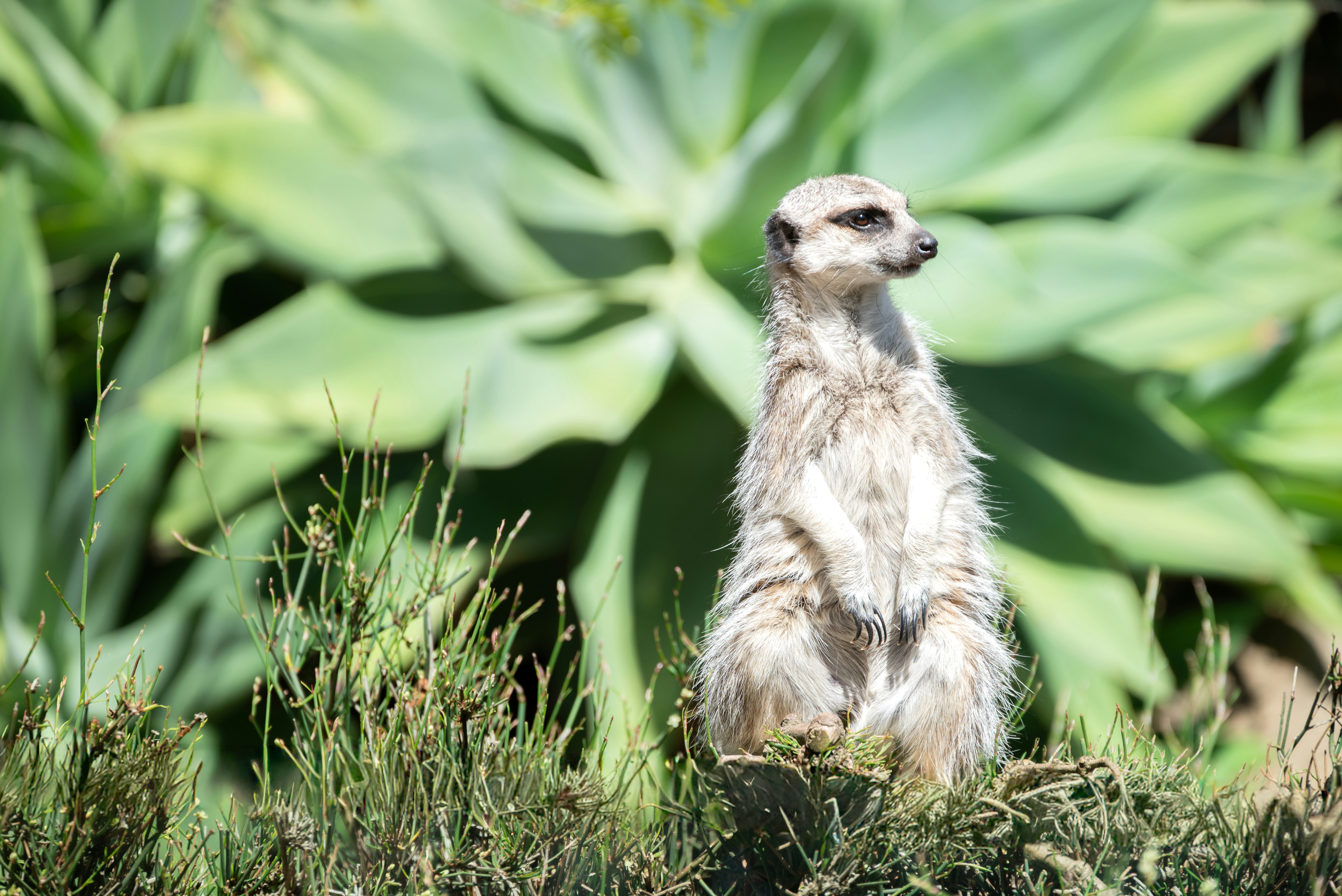 Watchful Sprinter: Hyrax on a sunlit ledge amid spiky green backdrop