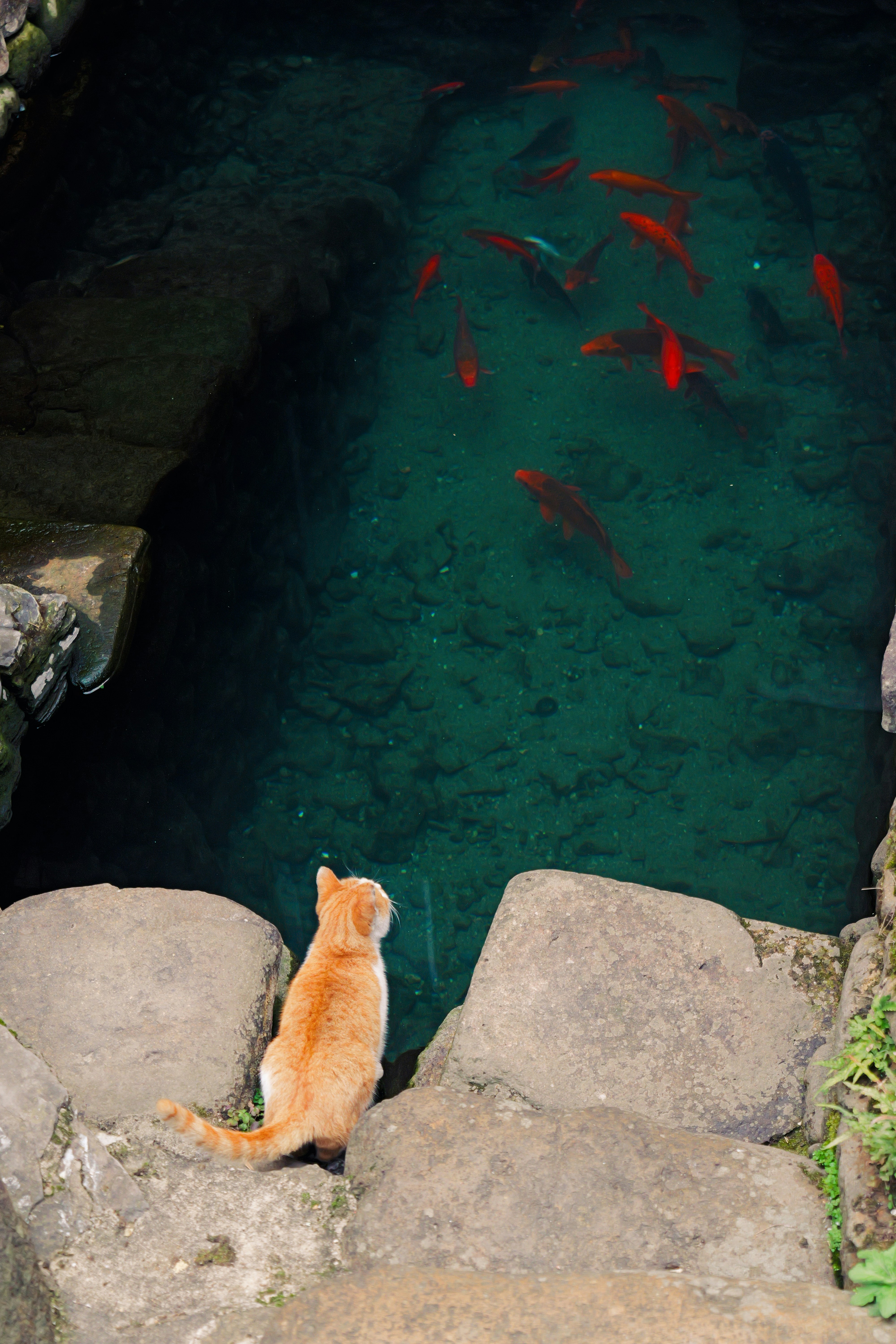 Cat on stone ledge overlooking a koi-filled cavern pool