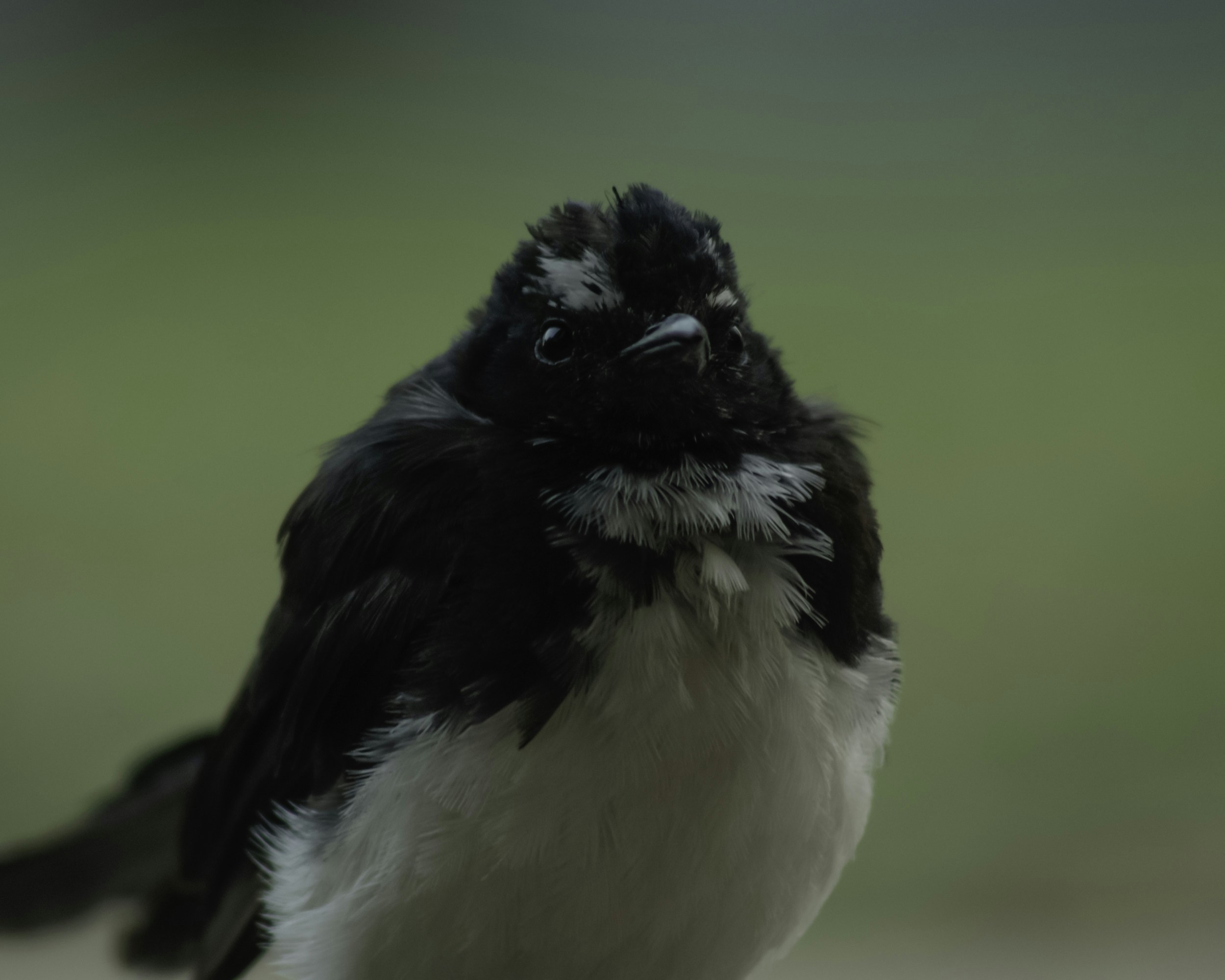 Rufous-and-White Sparrow Portrait in Soft Focus