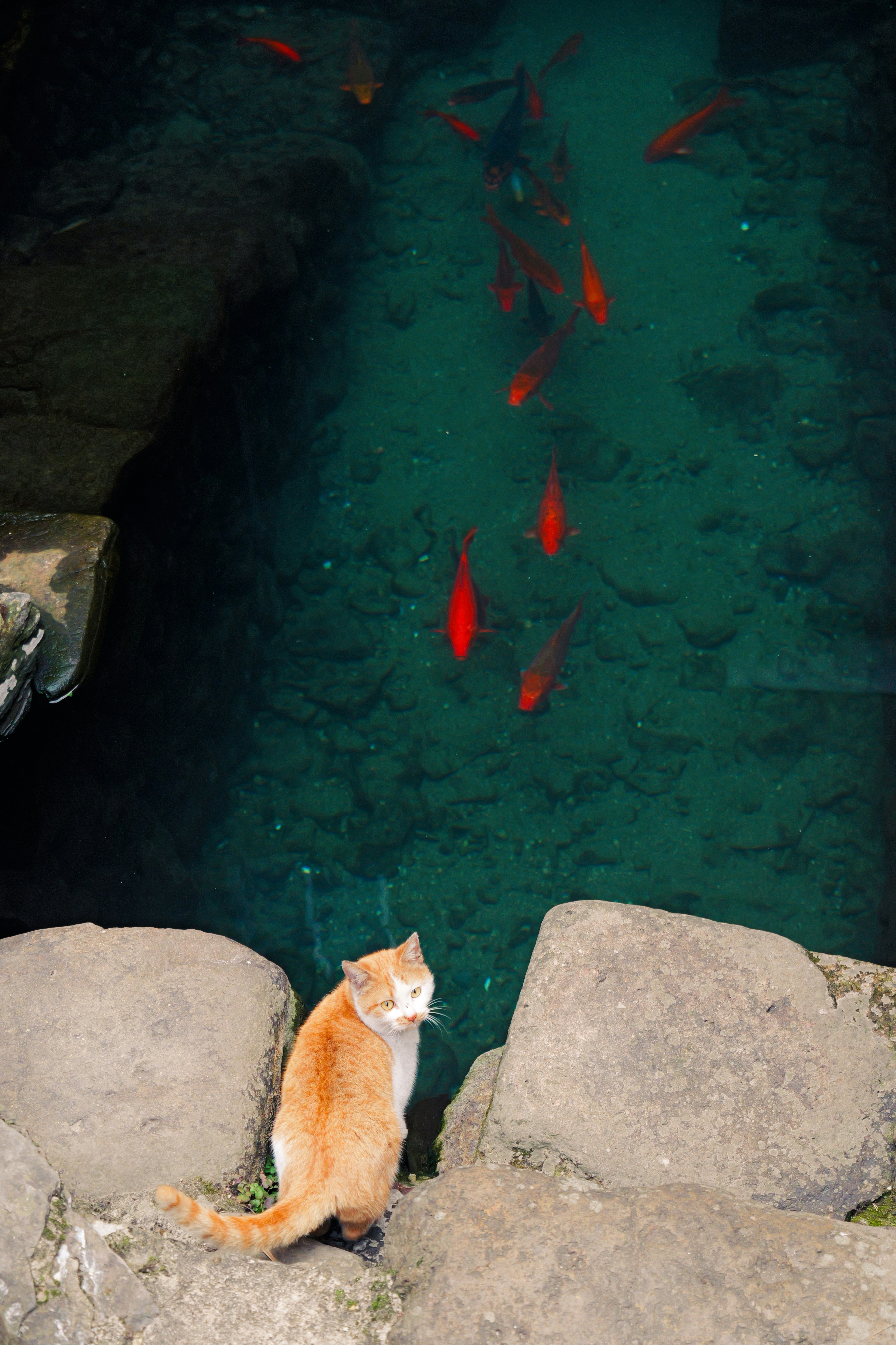 Cat on Stone Steps Overlooking a School of Red Fish in Clear Water