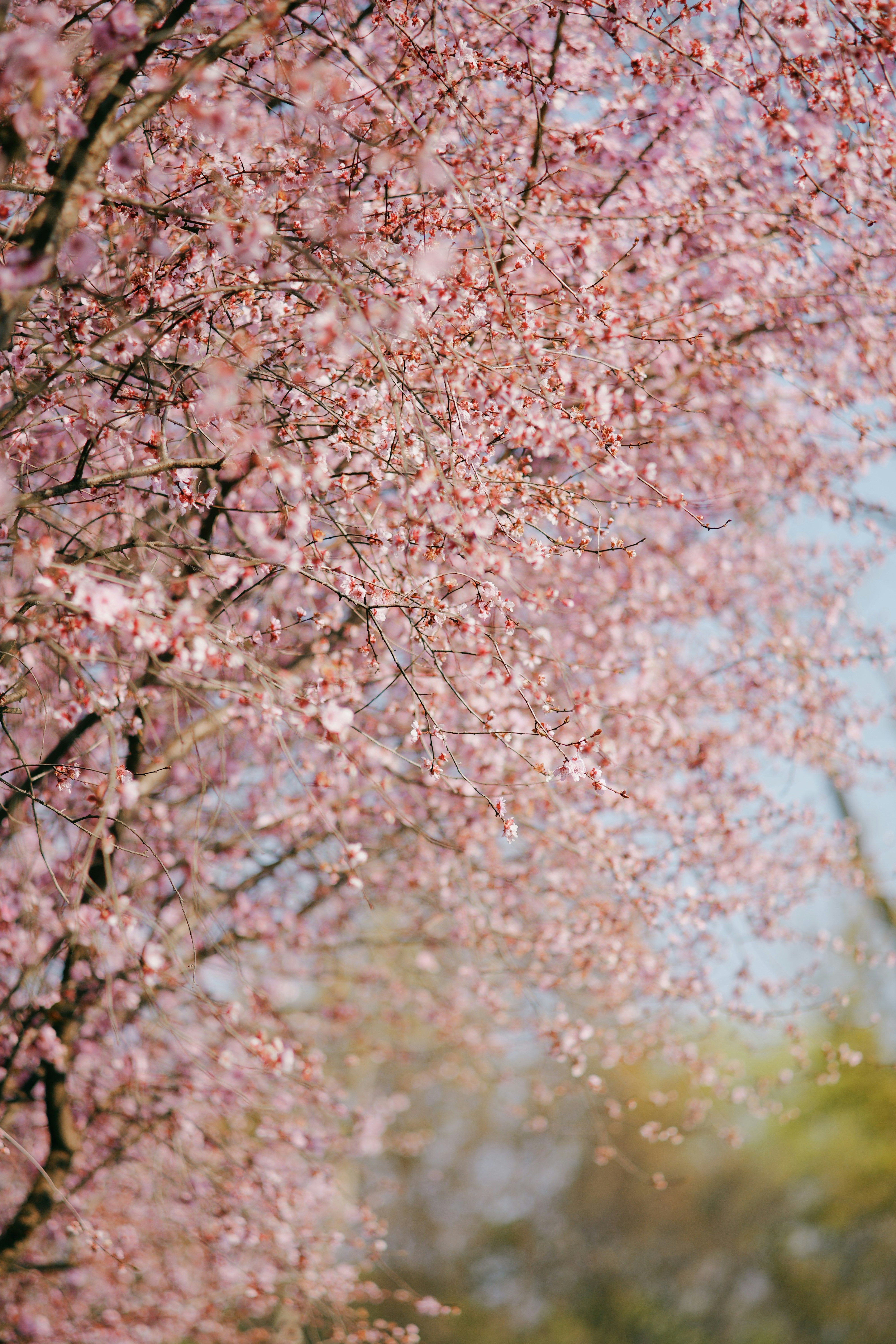 Blush Bloom: A Corridor of Petals in Soft Focus