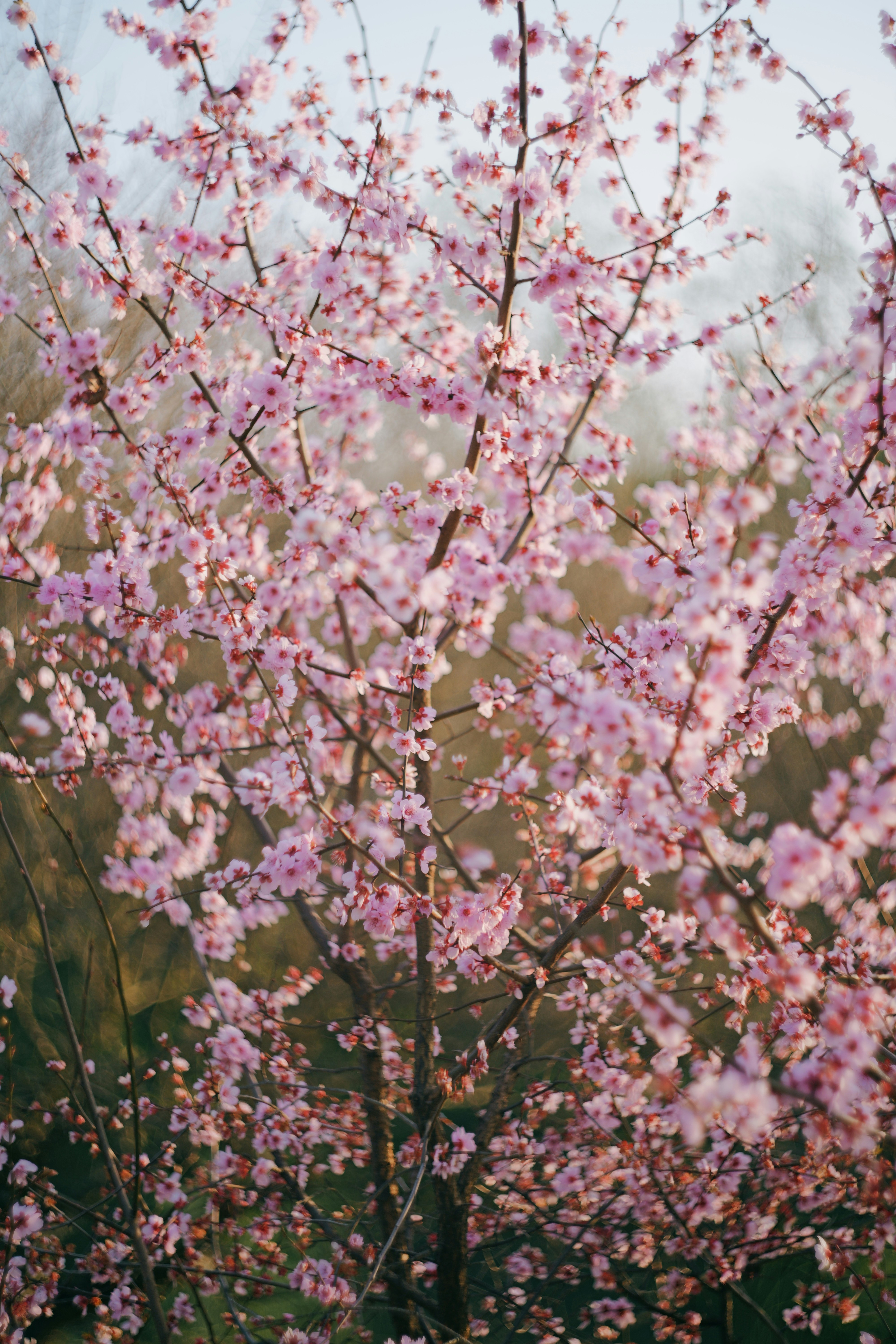 Close-up of a flowering tree with dense pink blossoms creating a dreamy, soft-focus backdrop. The image emphasizes the network of branches and delicate petals, suggesting a tranquil floral scene.