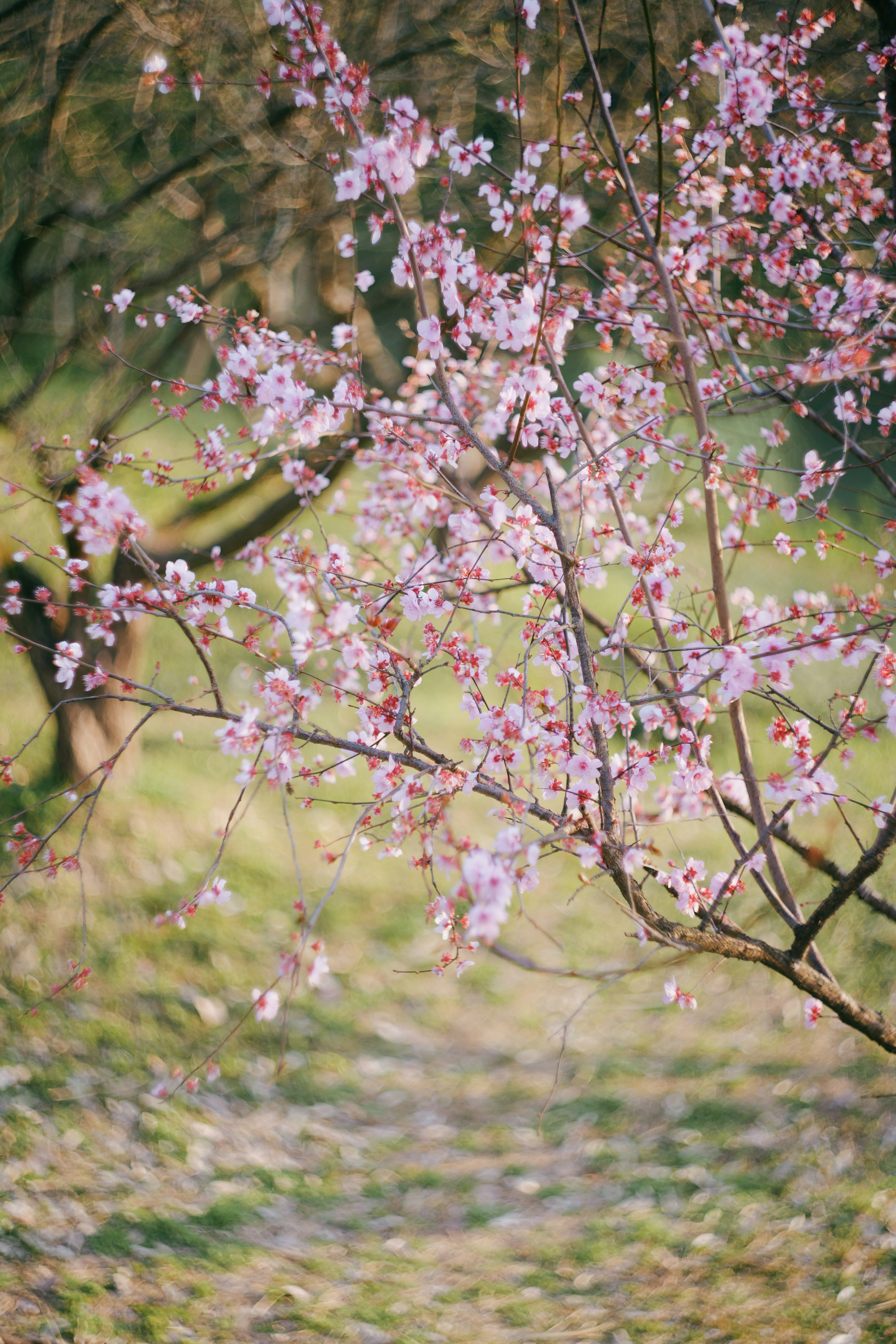 Petals in Focus: A Delicate Spring Branch Framing a Quiet Garden Path