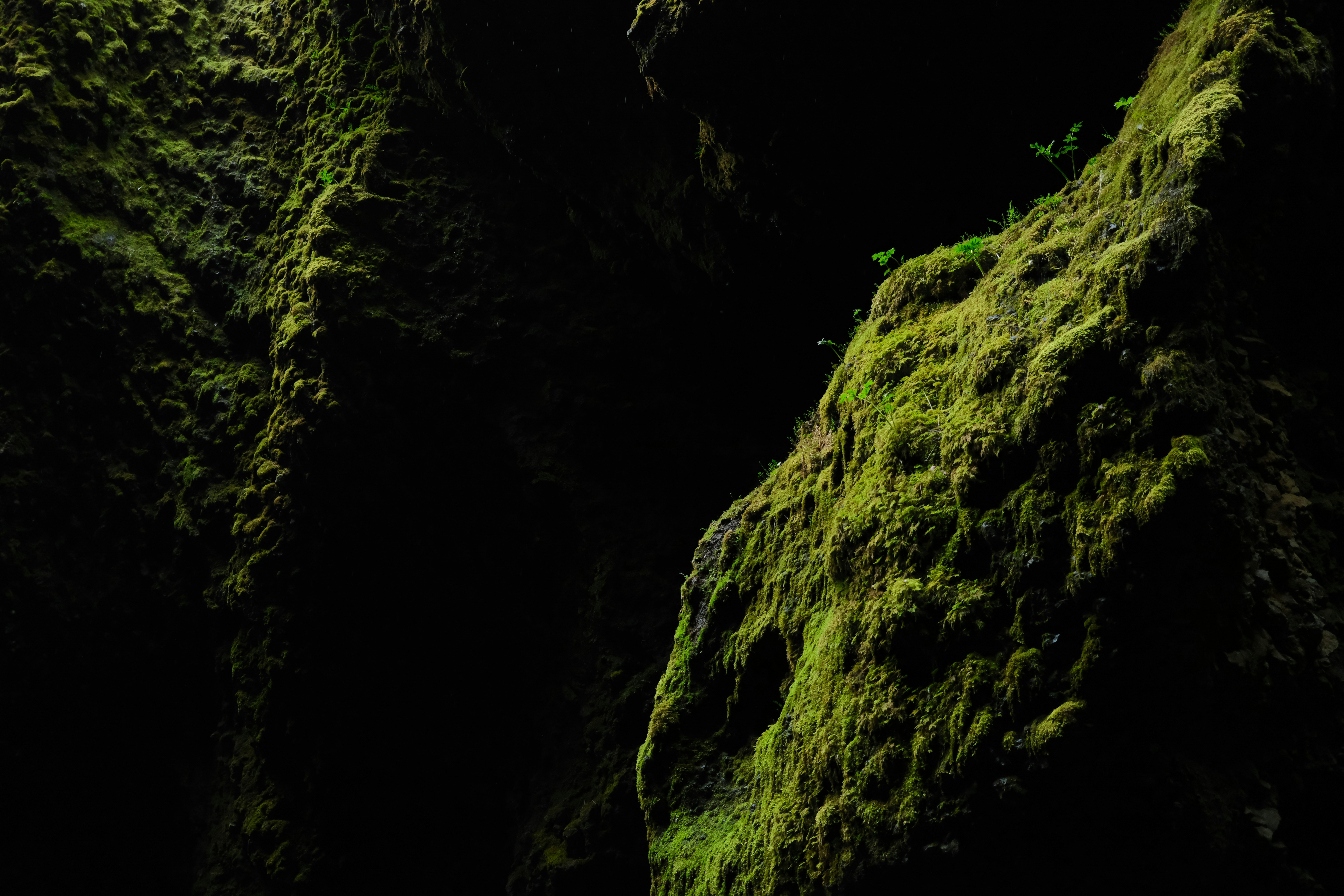 Emerald Veins: Mossy Rock Faces in Shadowed Gorge
