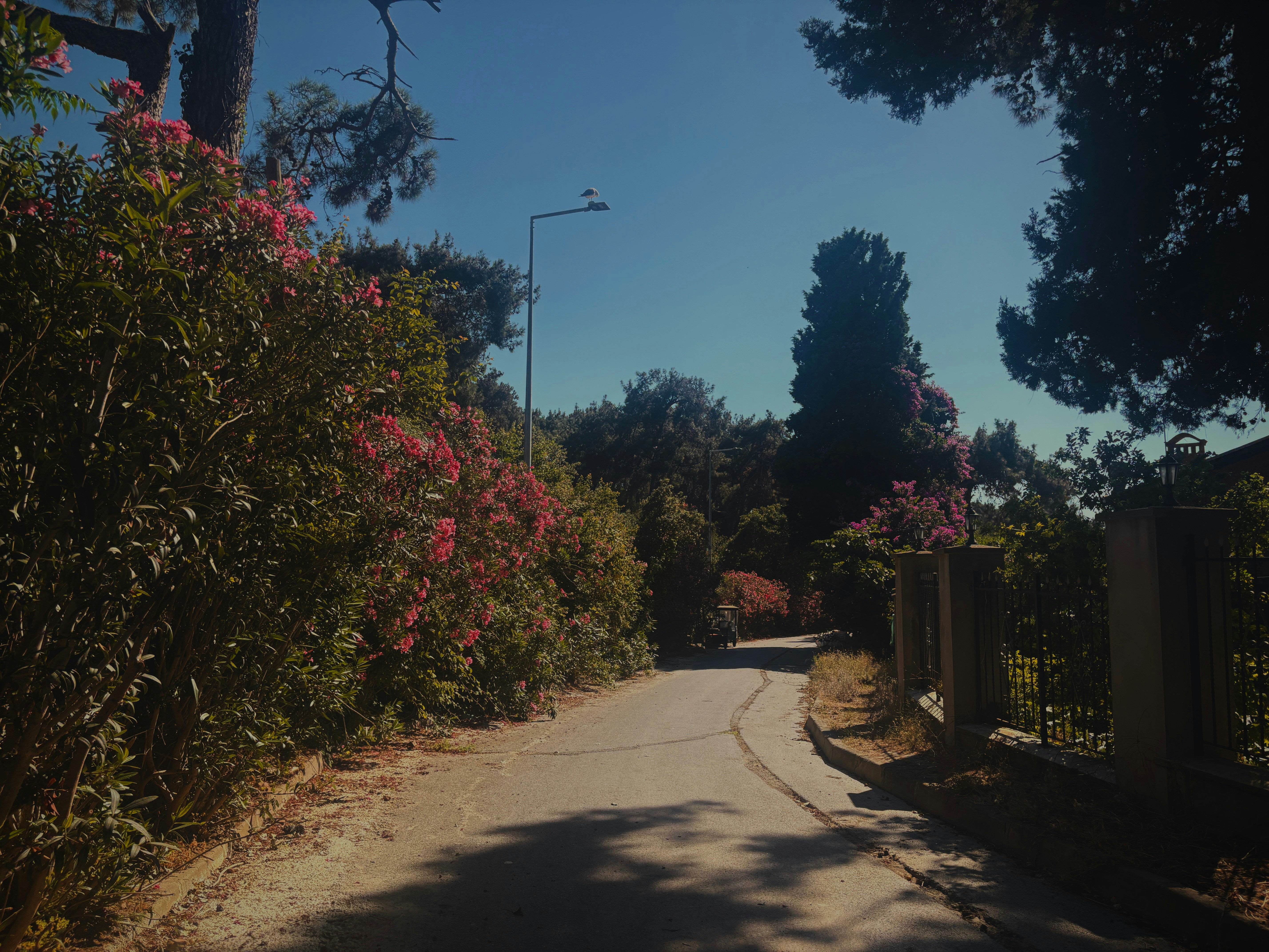Sunlit winding street flanked by pink flowering shrubs and a shaded verge, leading toward a distant vanishing point; a calm residential lane with clear blue sky. (Logos, illustration, or painting not present).