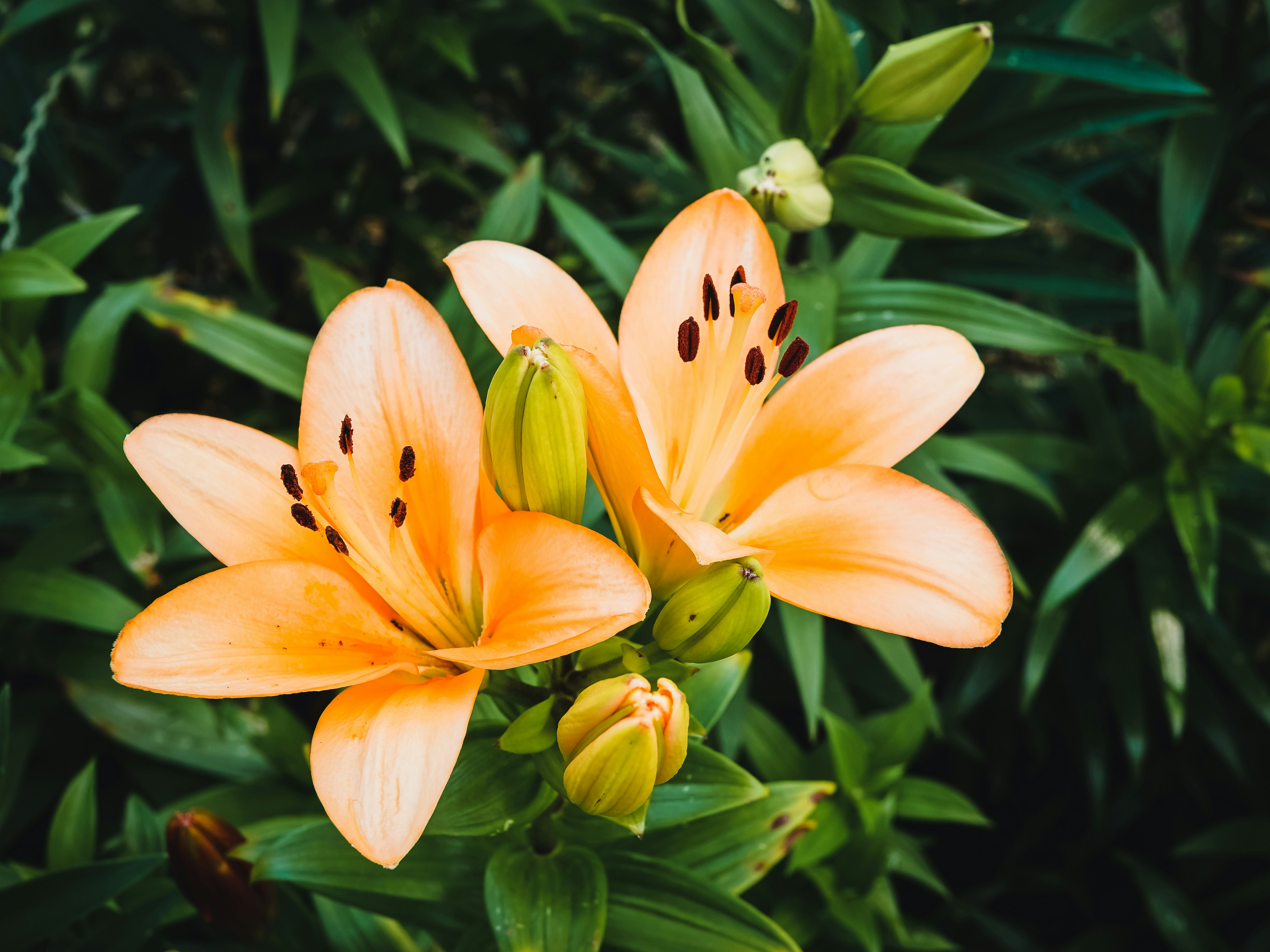 Orange Lilies in Quiet Green Magazine of Leaves