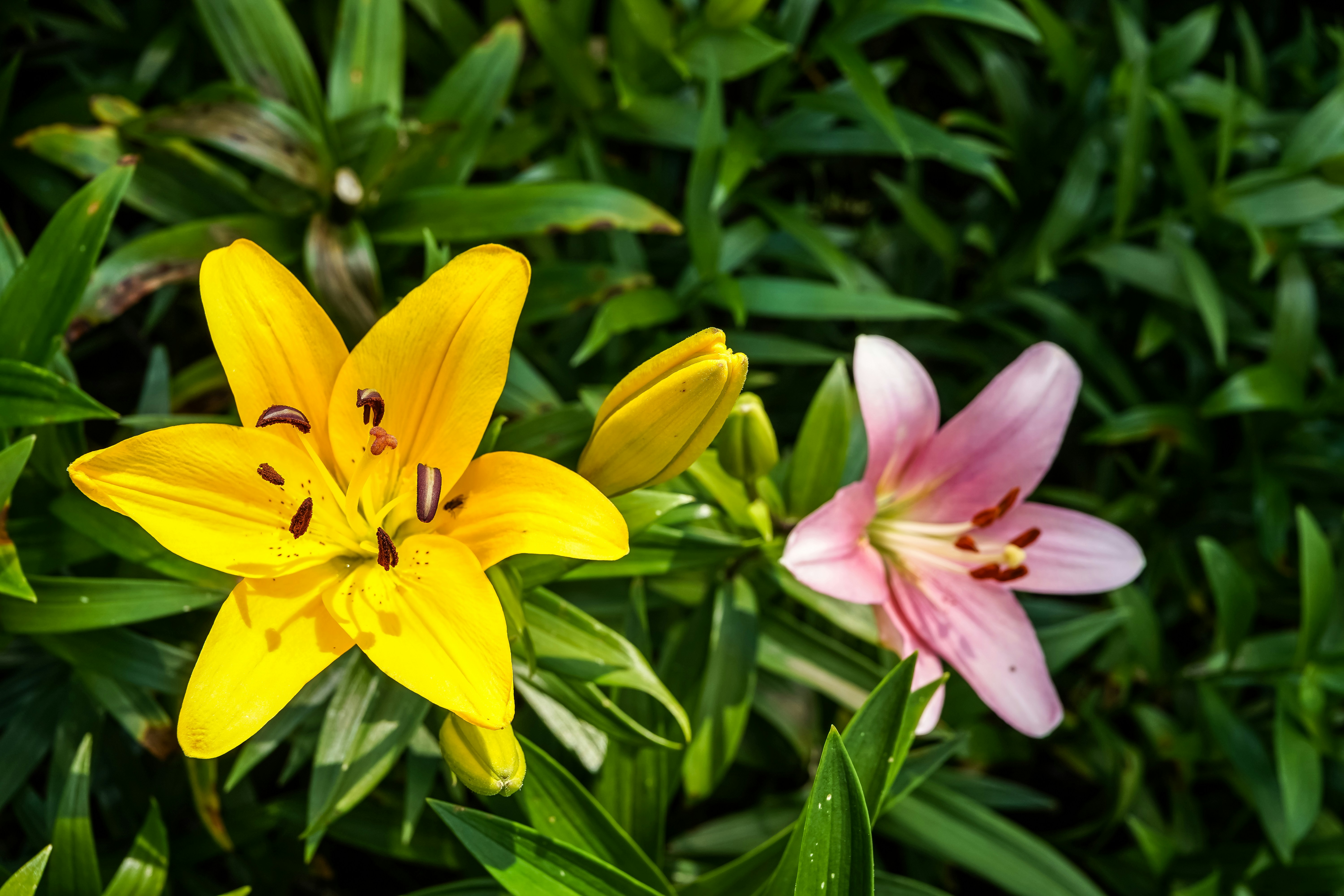 Yellow Lily in Crown of Green Leaves with a Pink Bloom in the Background